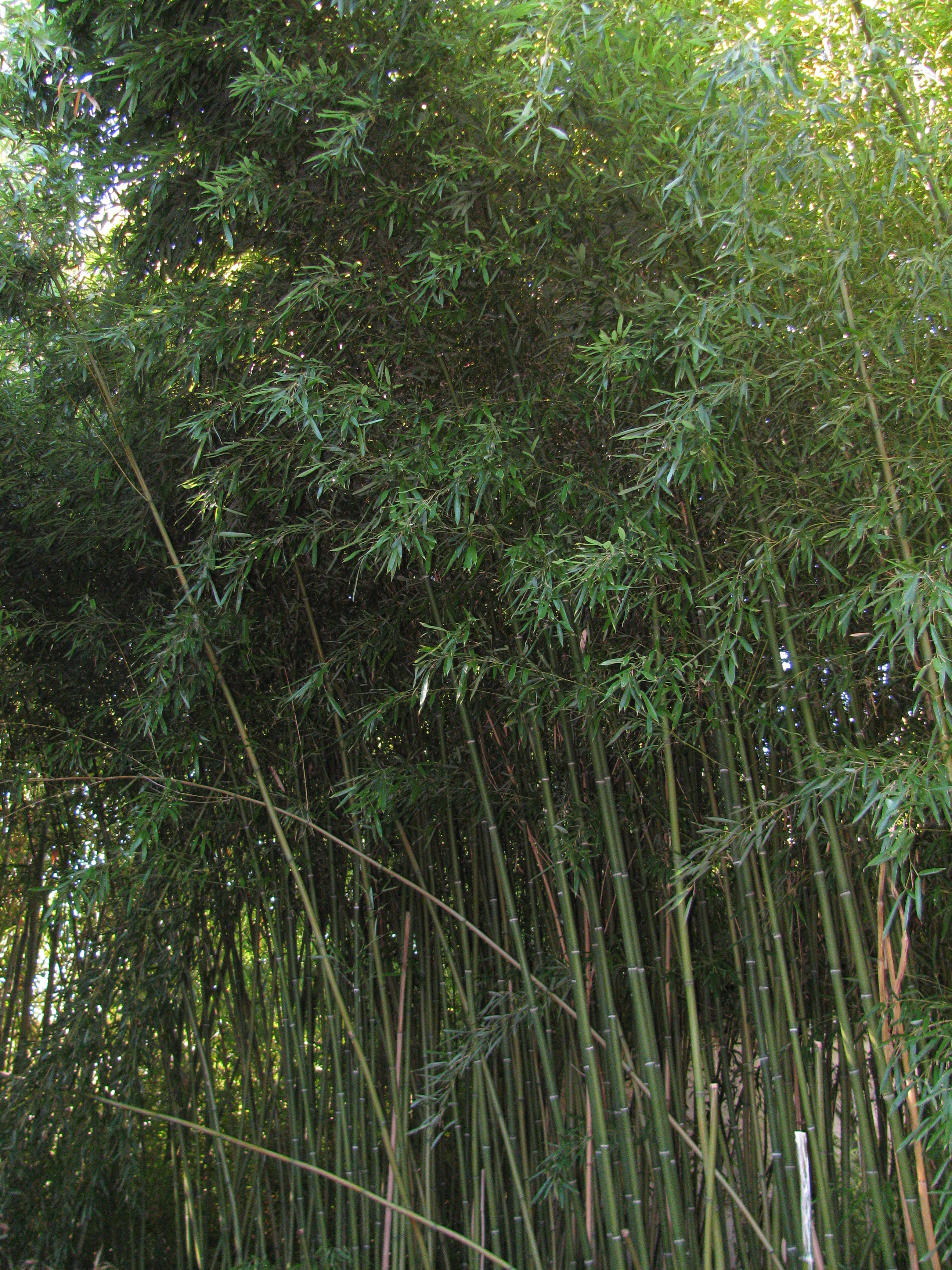Bambou Phyllostachys humilis - Vente en ligne au meilleur prix