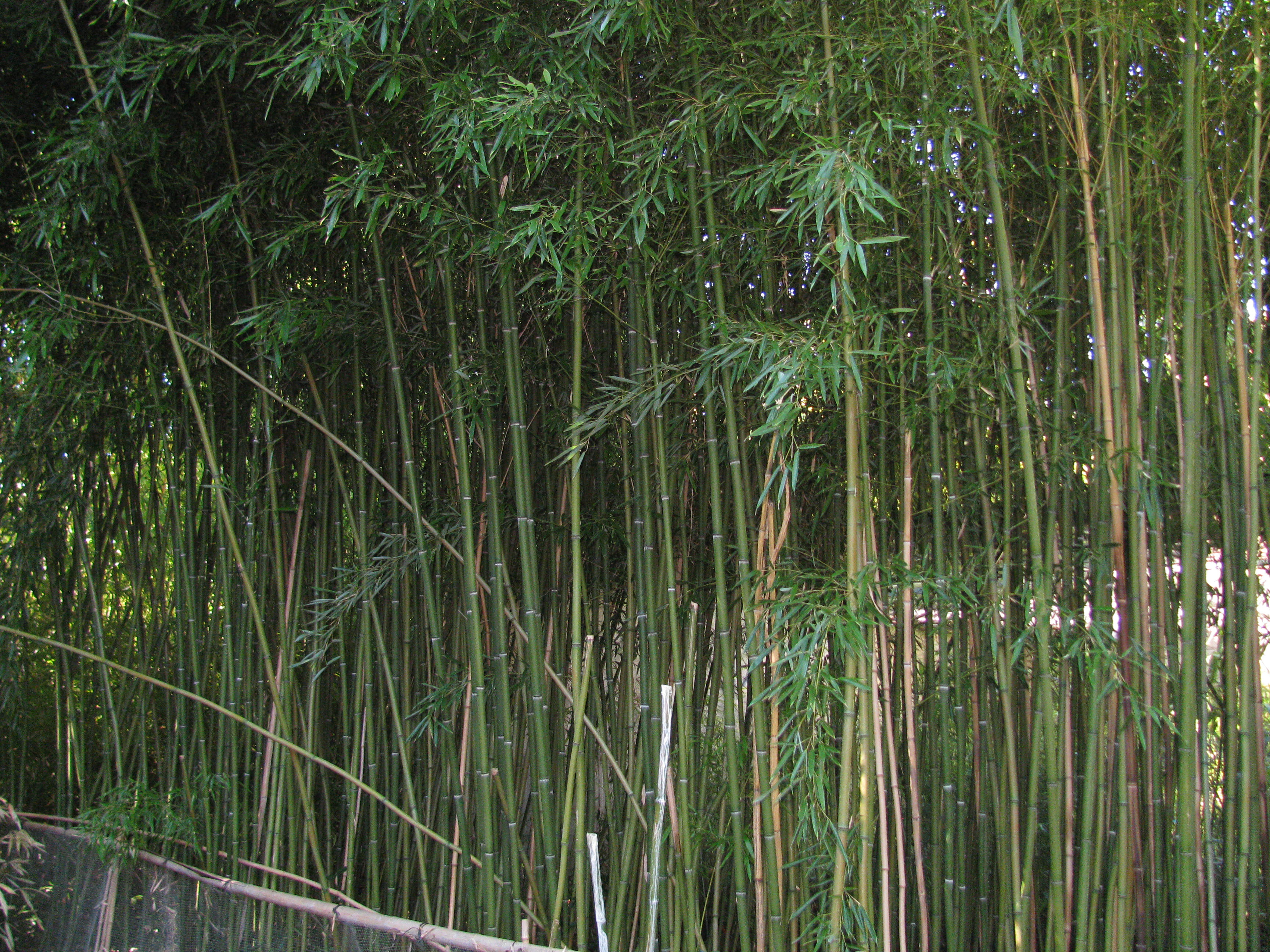 Bambou Phyllostachys humilis - Vente en ligne au meilleur prix