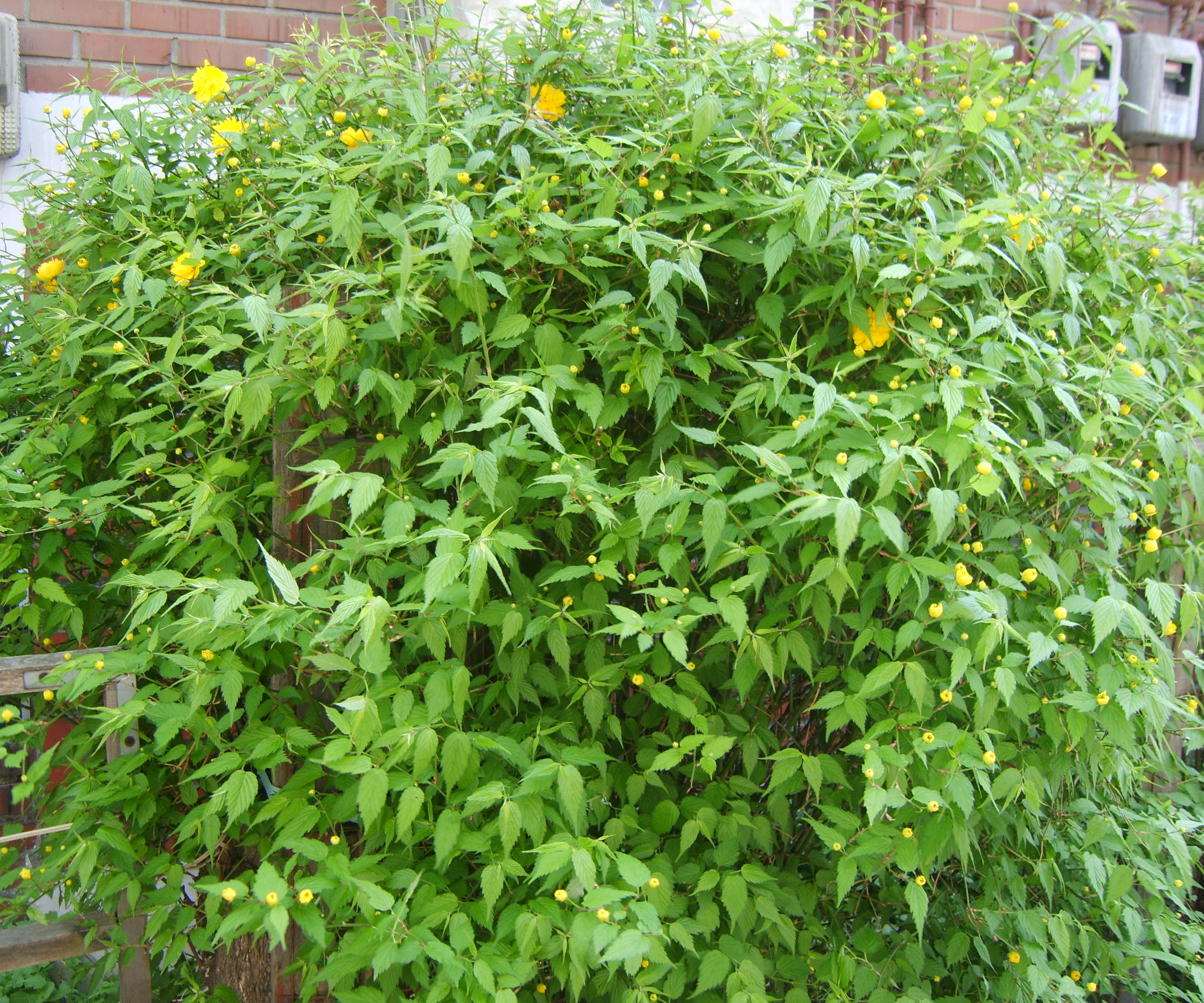 Corète du Japon - Vente en ligne au meilleur prix