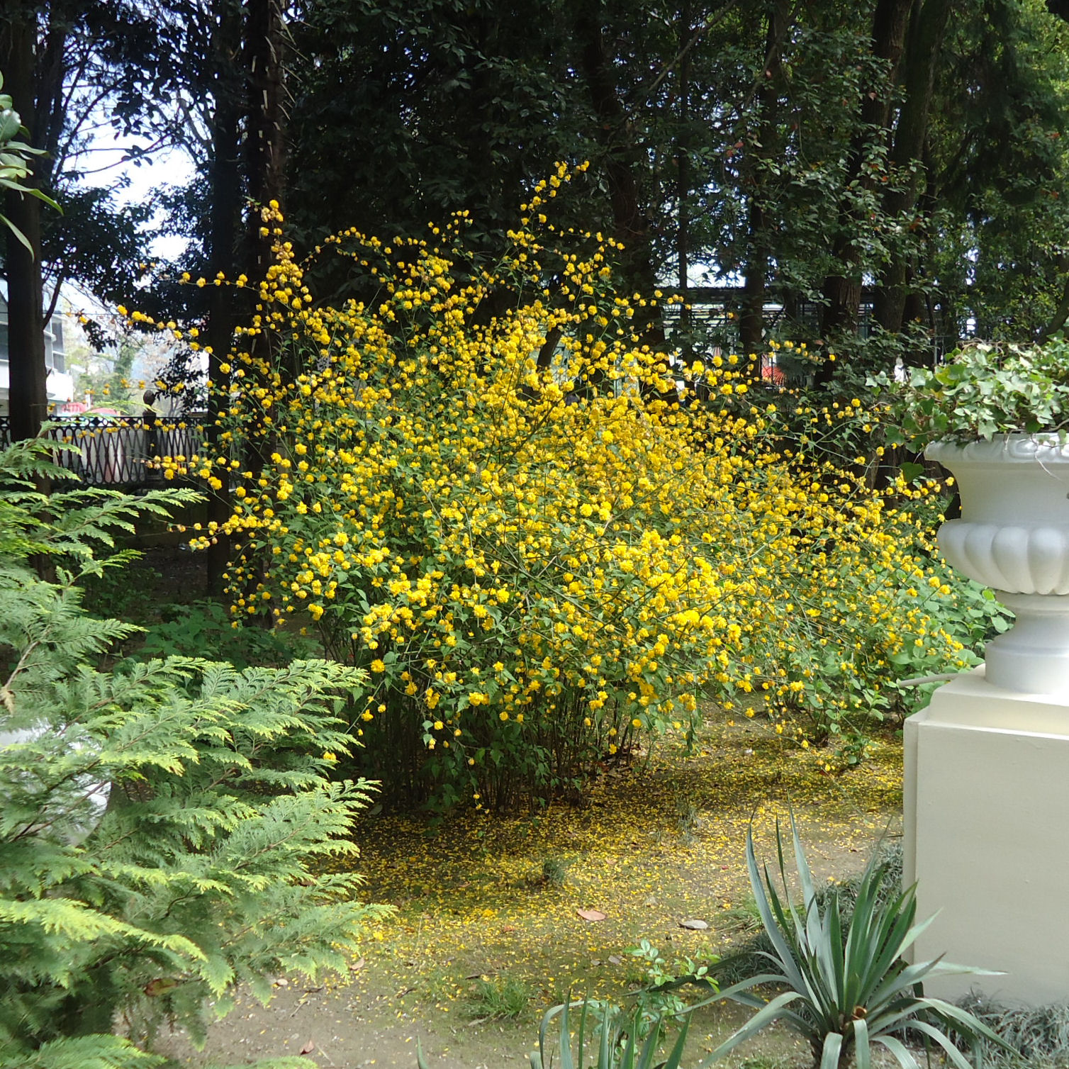 Corète du Japon - Vente en ligne au meilleur prix