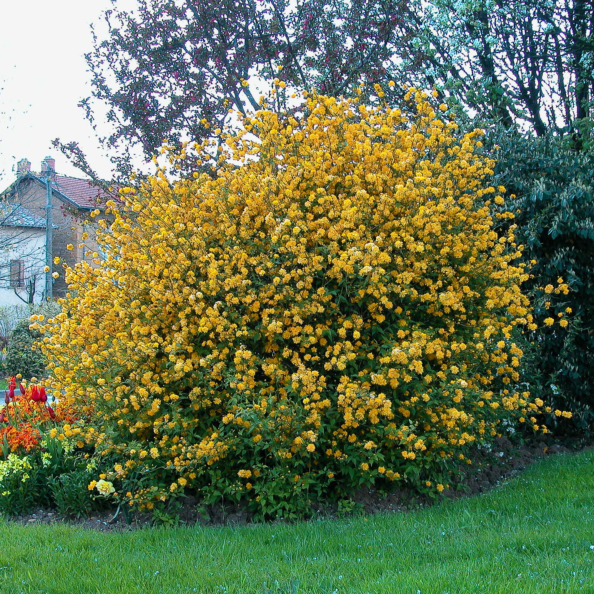 Corète du Japon - Vente en ligne au meilleur prix