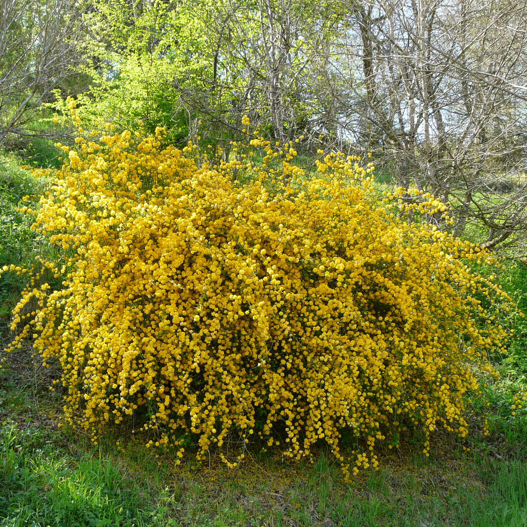 Corète du Japon - Vente en ligne au meilleur prix