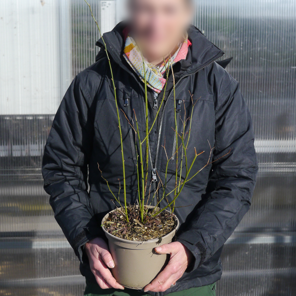 Corète du Japon - Vente en ligne au meilleur prix