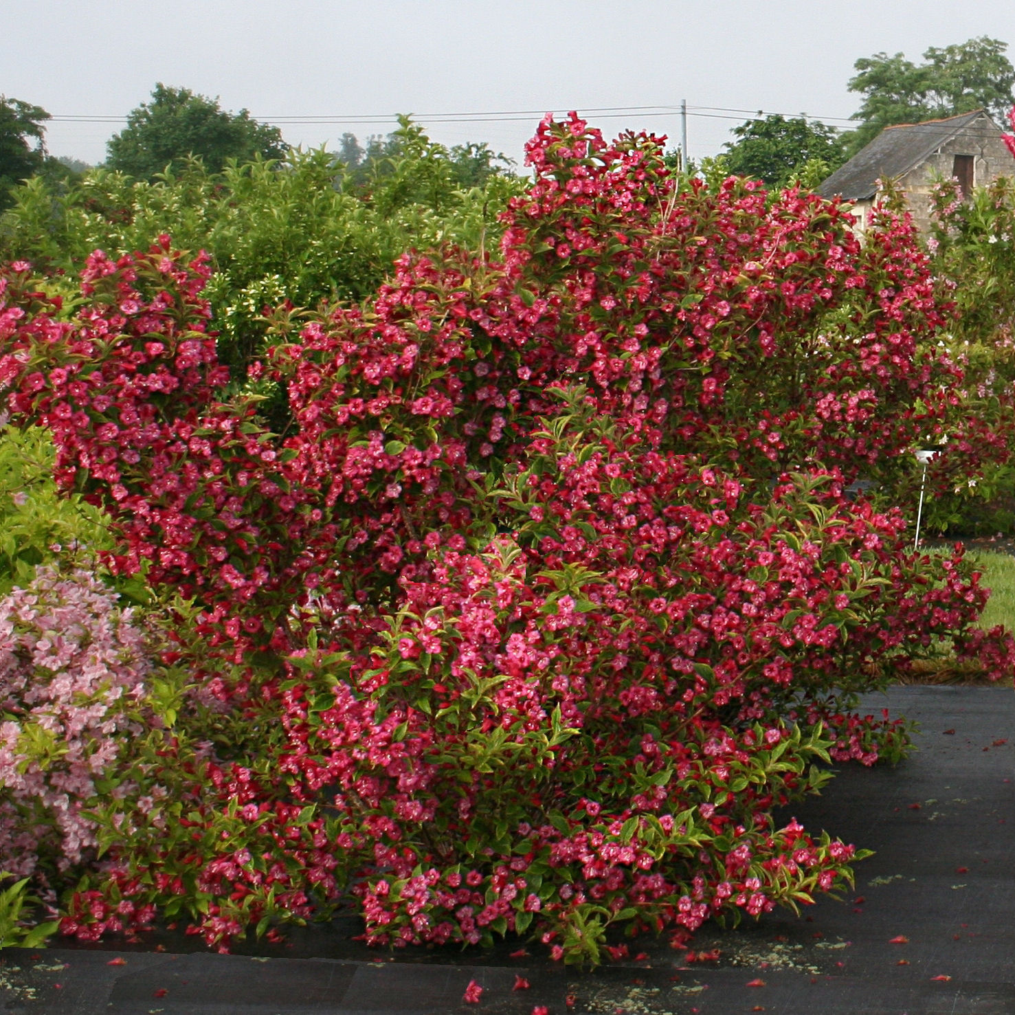 Weigelia 'Brigela®' - Vente en ligne au meilleur prix