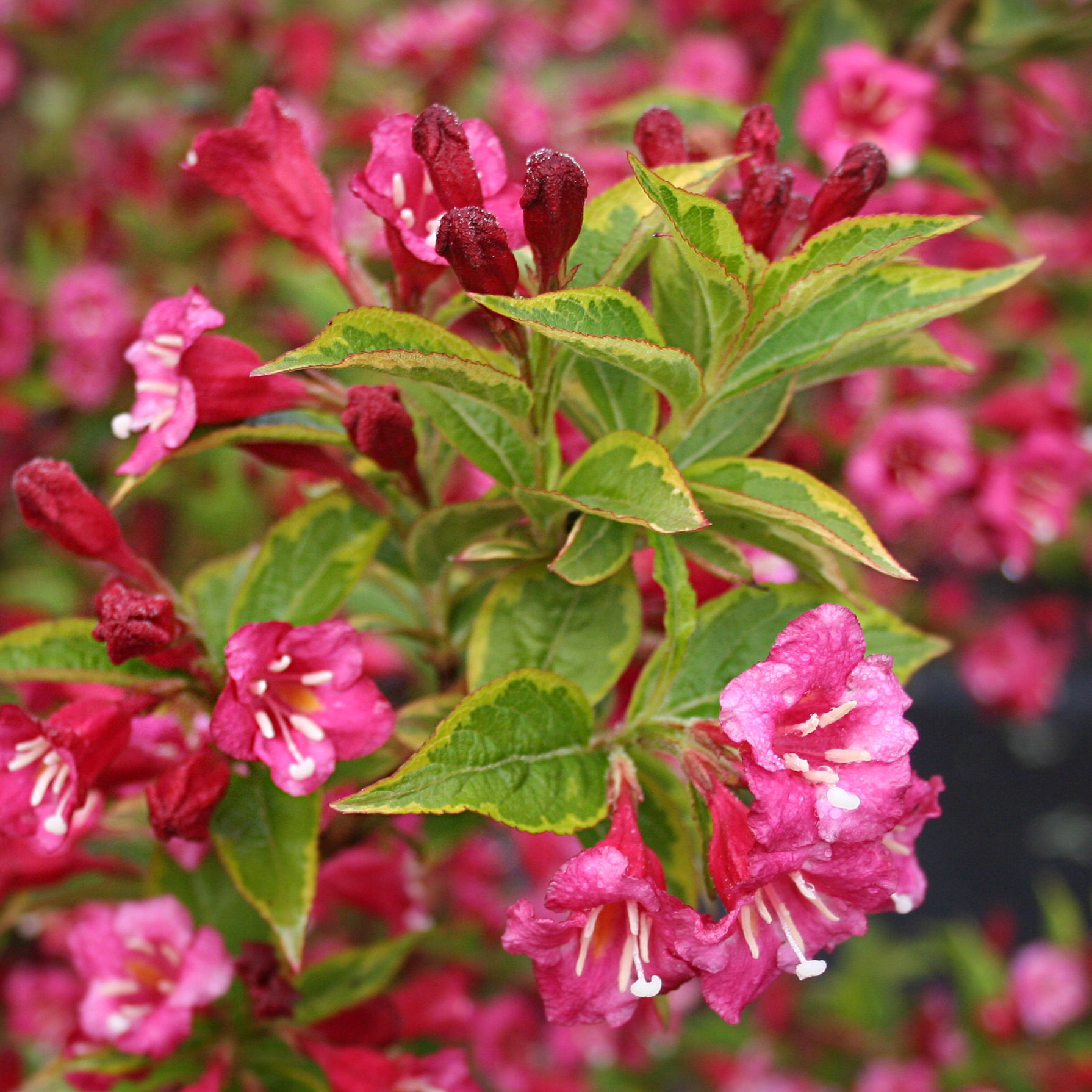 Weigelia 'Brigela®' - Vente en ligne au meilleur prix