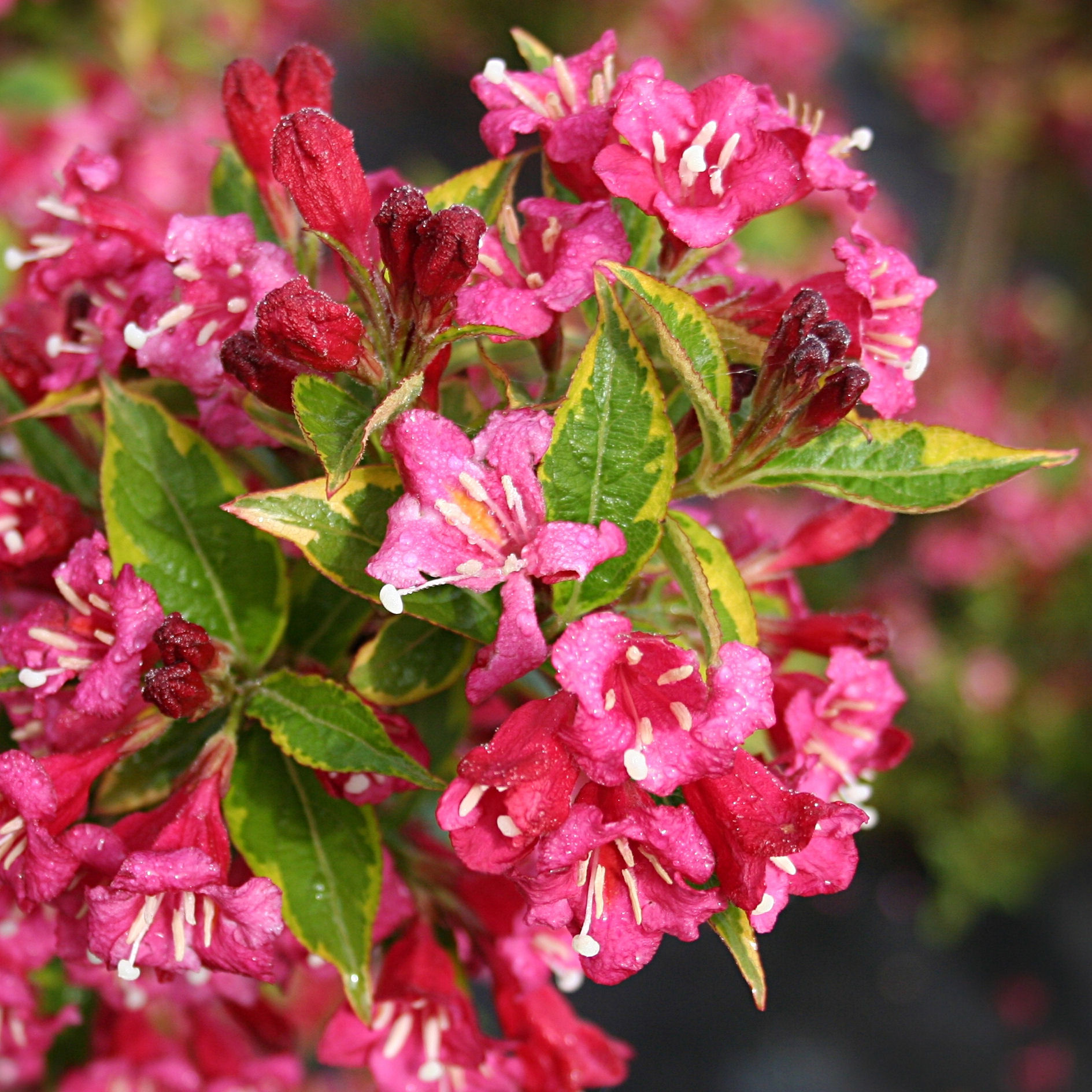 Weigelia 'Brigela®' - Vente en ligne au meilleur prix