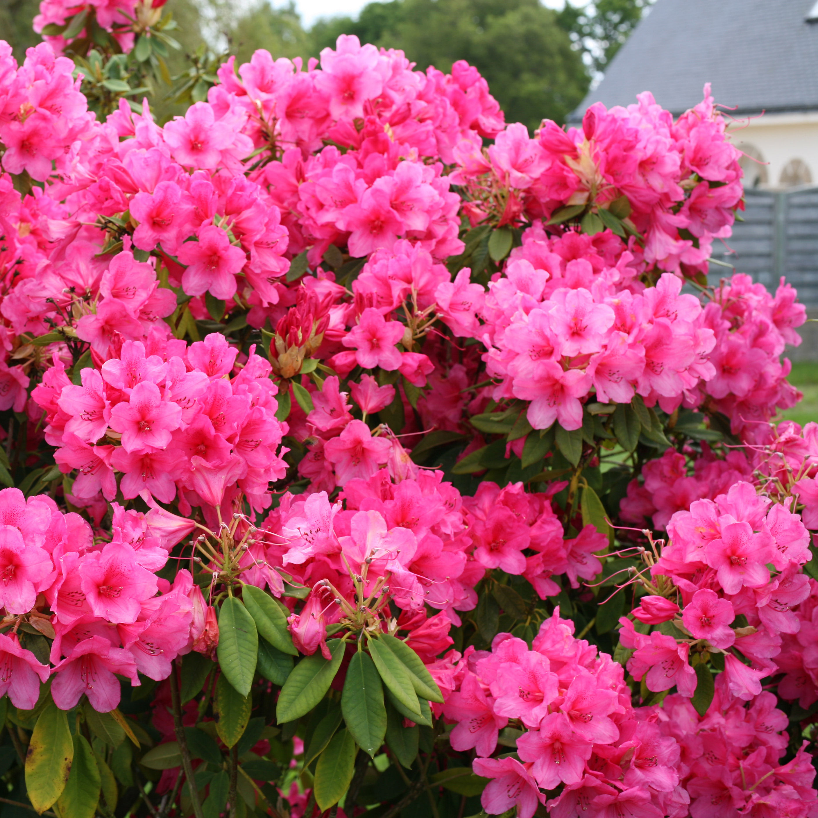 Rhododendron rose 'Anna Rose Whitney' - Vente en ligne au meilleur prix