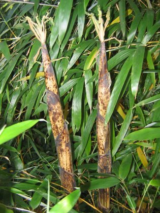 Bambou Phyllostachys vivax aureo. - Vente en ligne au meilleur prix