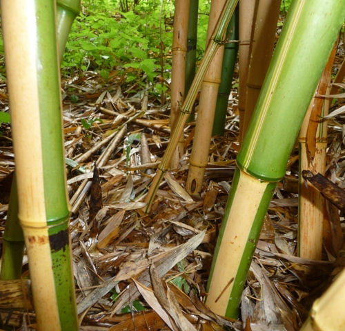 Bambou Phyllostachys vivax aureo. - Vente en ligne au meilleur prix