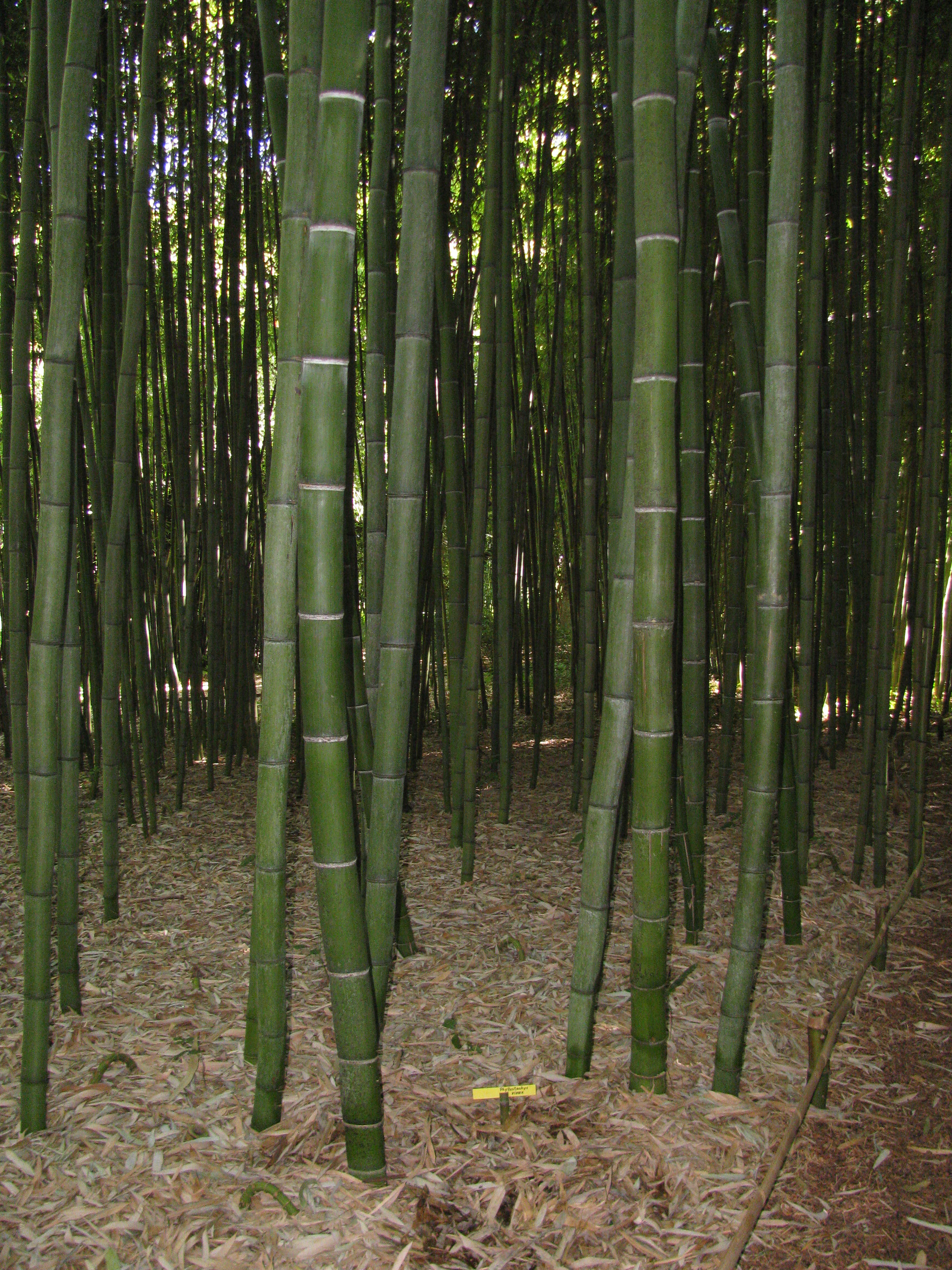 Bambou Phyllostachys vivax - Vente en ligne au meilleur prix