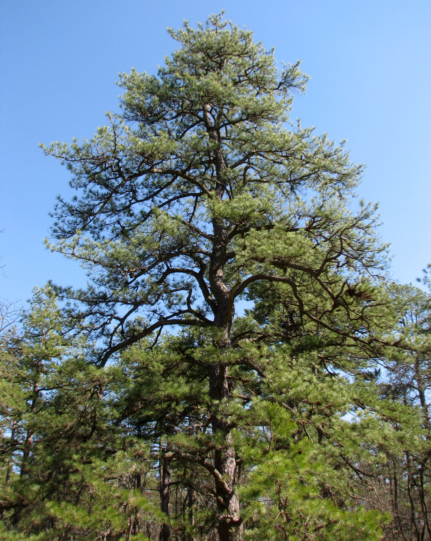Pin rigide - Vente en ligne au meilleur prix