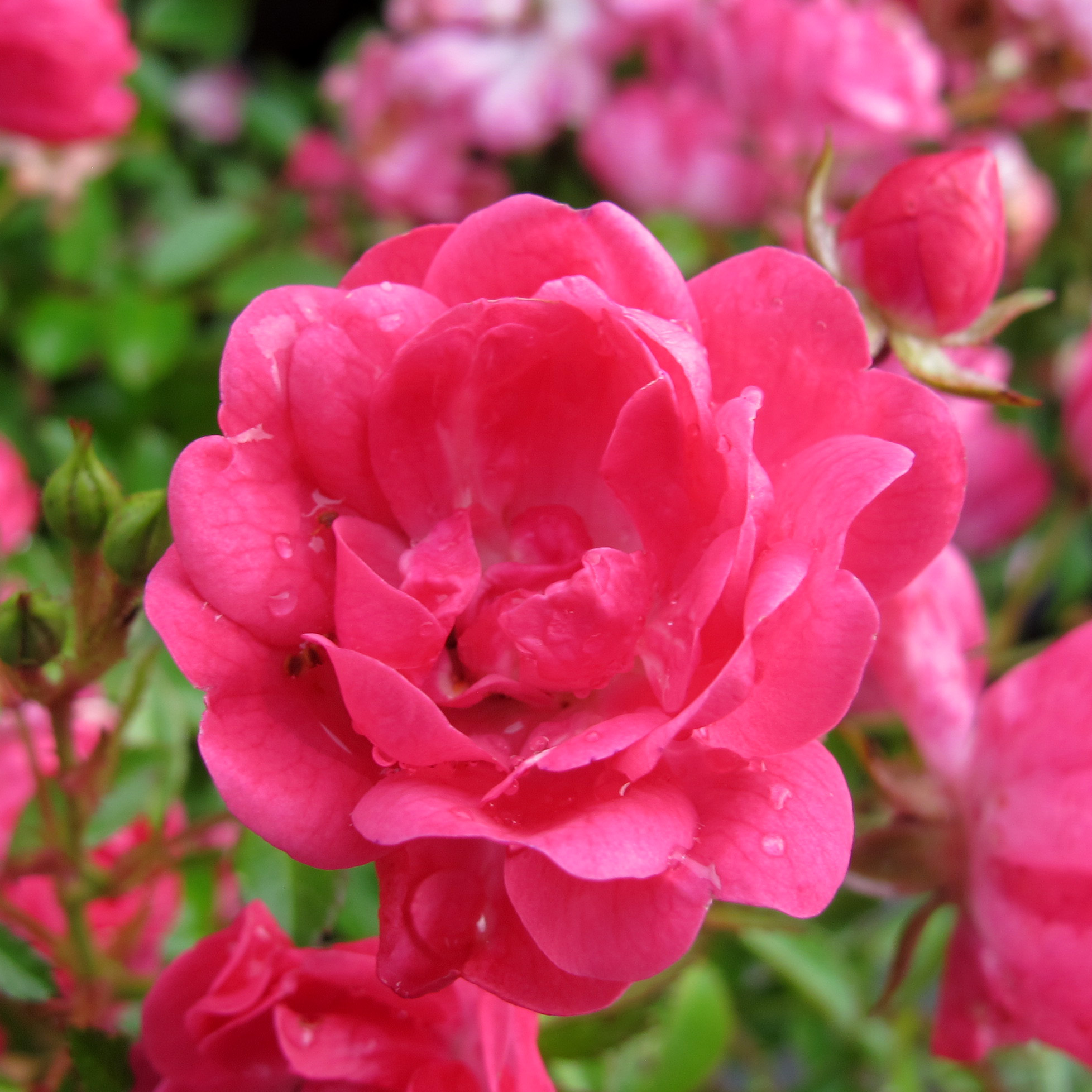 Rosier paysager rose 'Fairy Rood' - Vente en ligne au meilleur prix