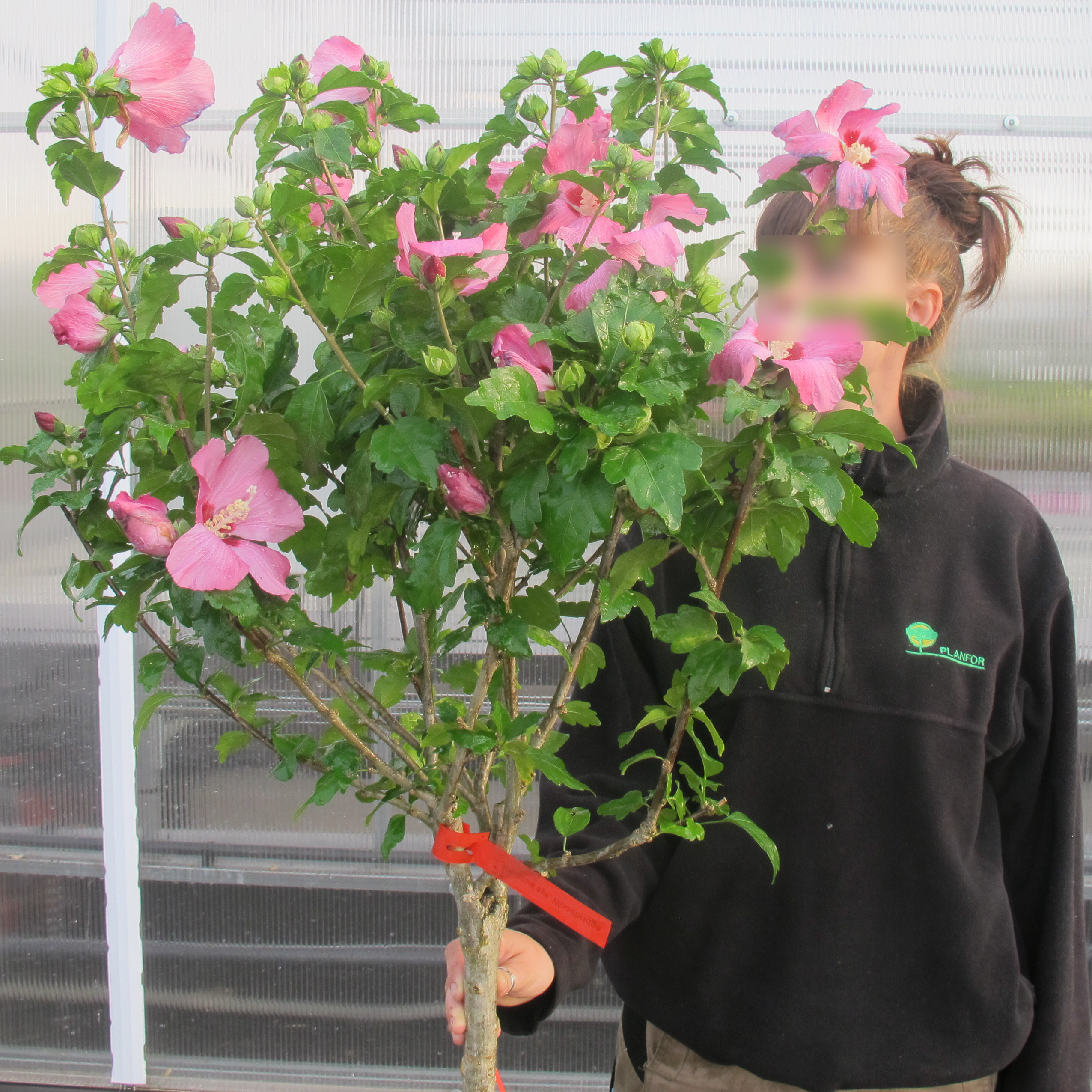 Hibiscus rose - Vente en ligne au meilleur prix