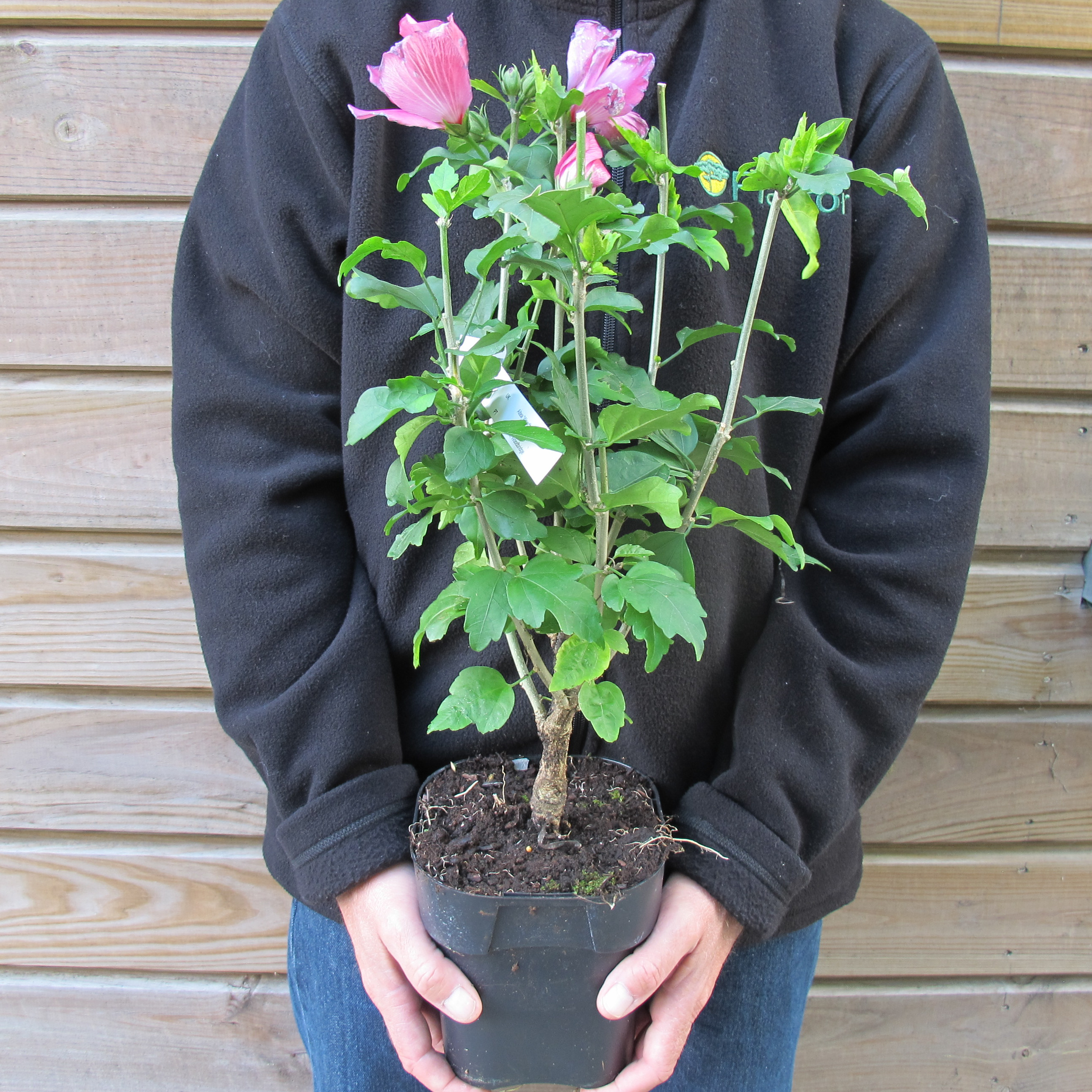 Hibiscus rose - Vente en ligne au meilleur prix