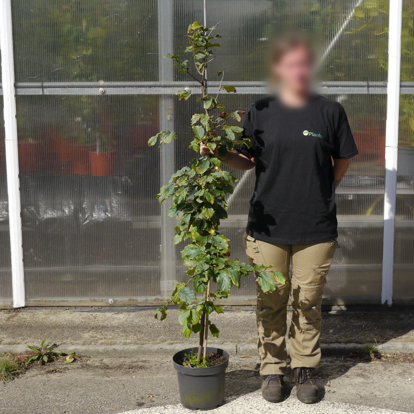 Arbre de fer - Vente en ligne au meilleur prix