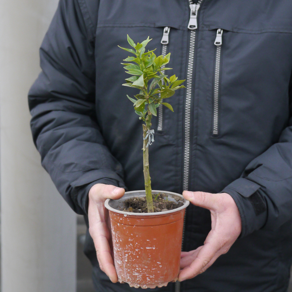 Mandarinier - Vente en ligne au meilleur prix