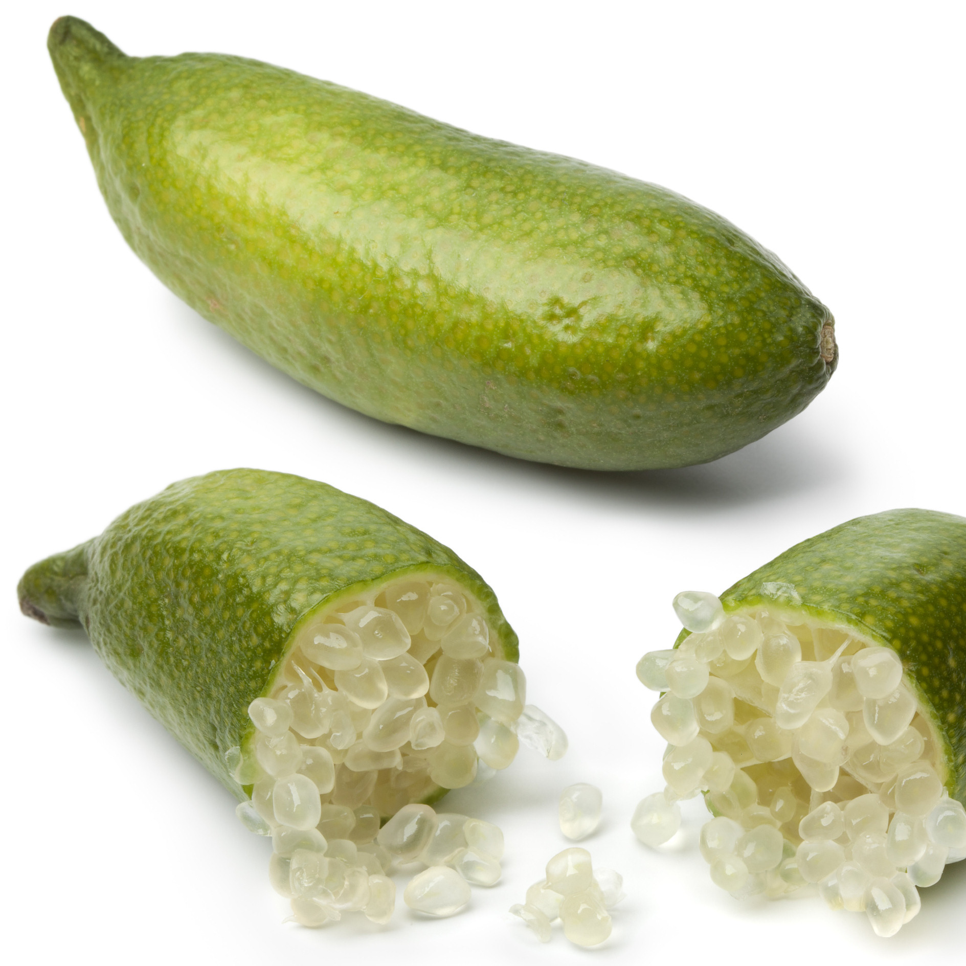 Citron caviar, Citronnier caviar - Vente en ligne au meilleur prix