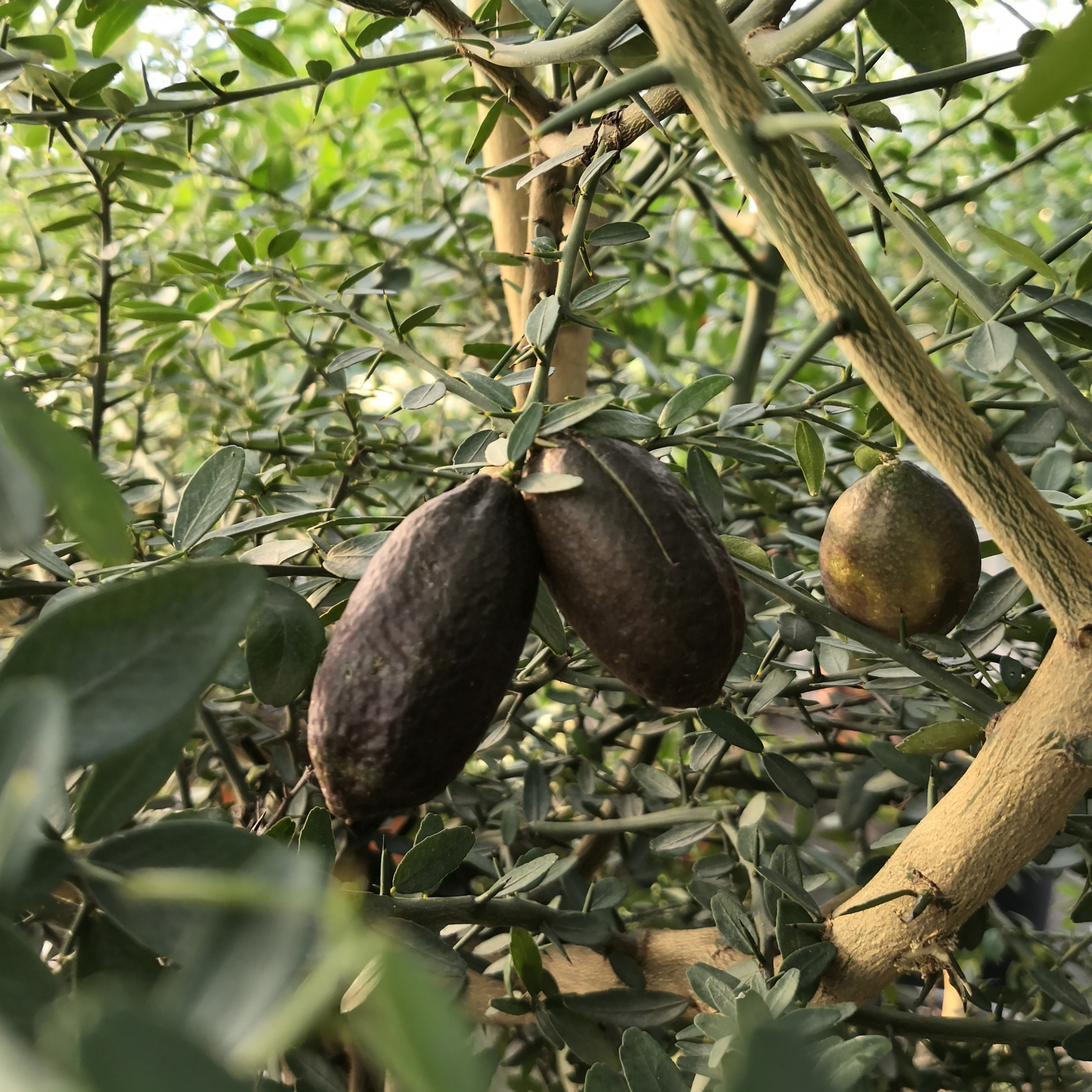 Citron caviar, Citronnier caviar - Vente en ligne au meilleur prix