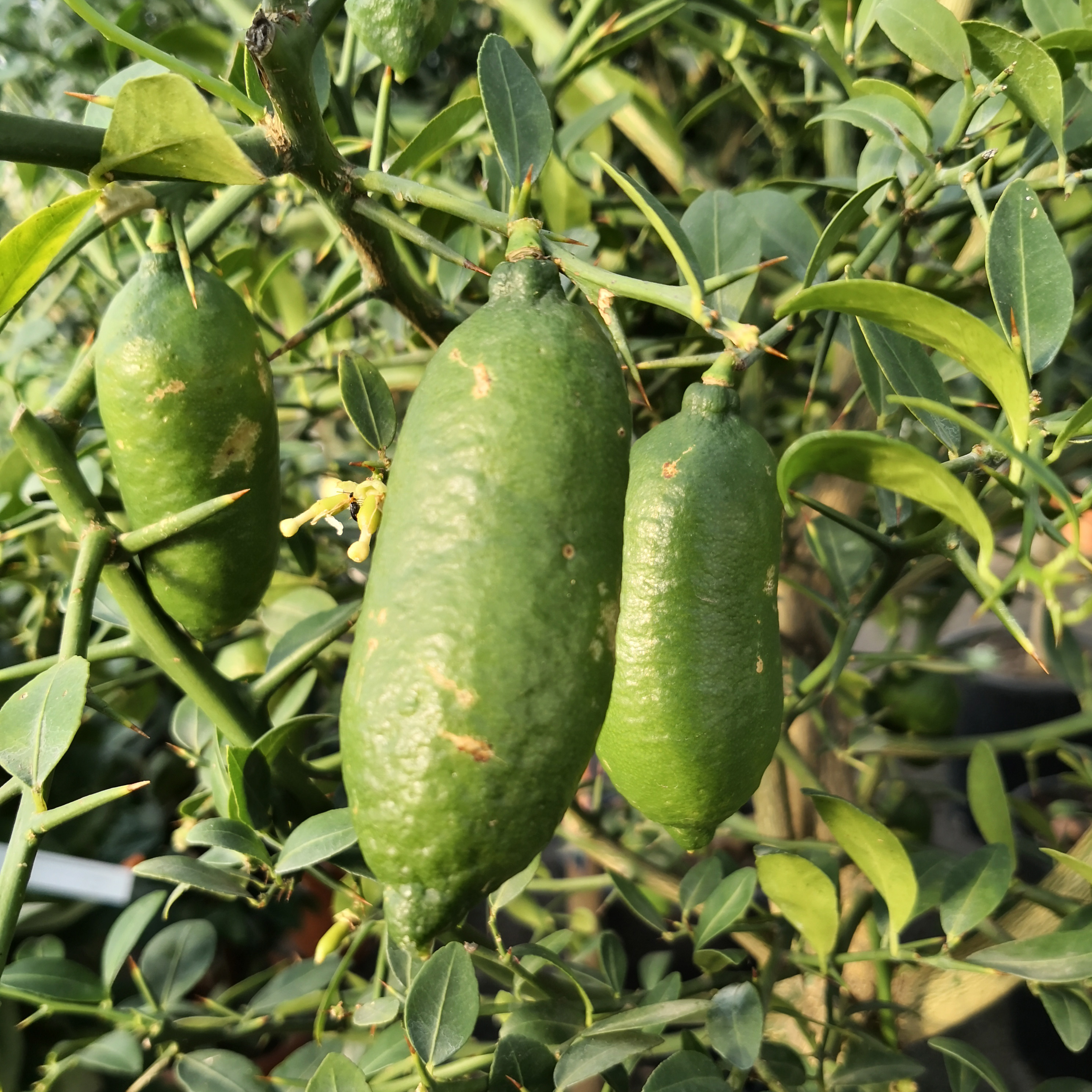 Citron caviar, Citronnier caviar - Vente en ligne au meilleur prix