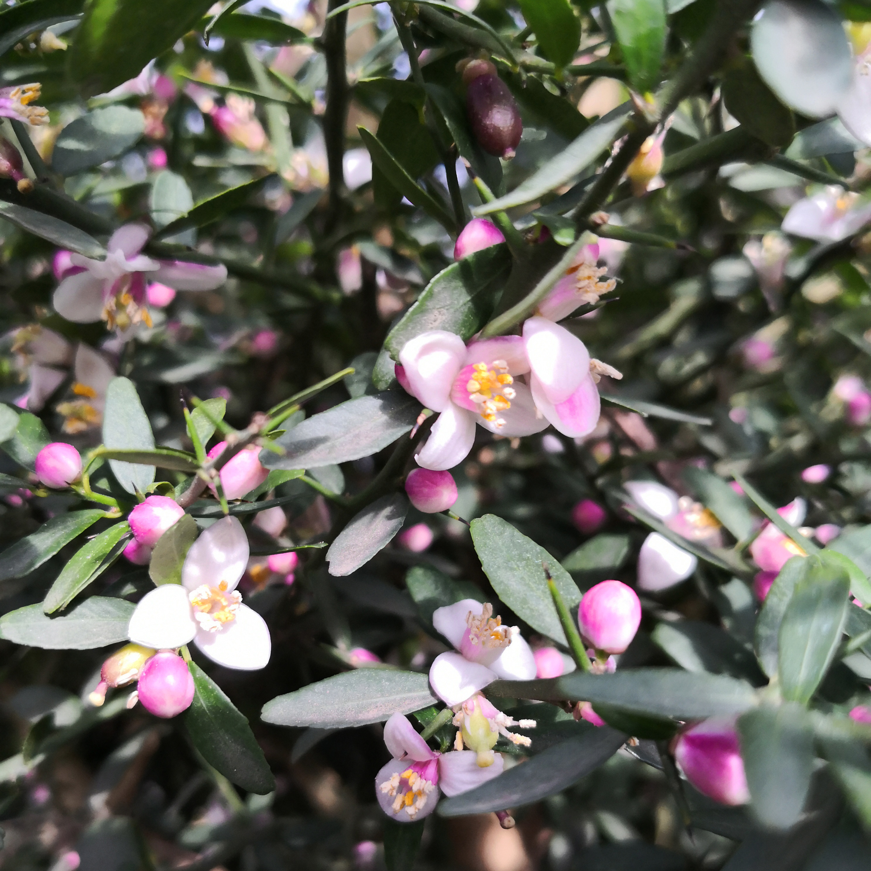 Citron caviar, Citronnier caviar - Vente en ligne au meilleur prix