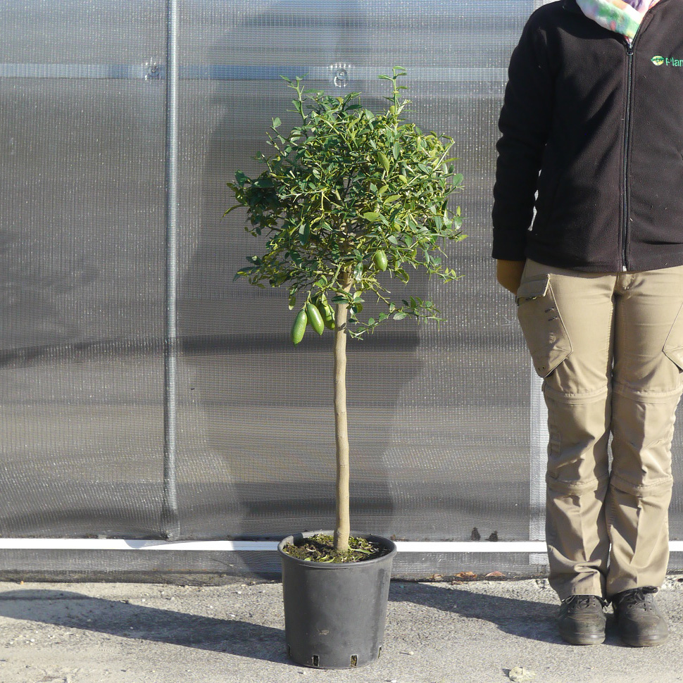 Citron caviar, Citronnier caviar - Vente en ligne au meilleur prix