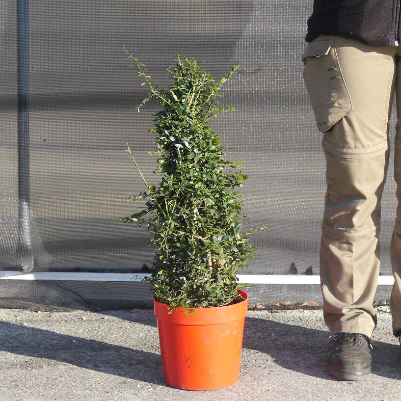 Citron caviar, Citronnier caviar - Vente en ligne au meilleur prix