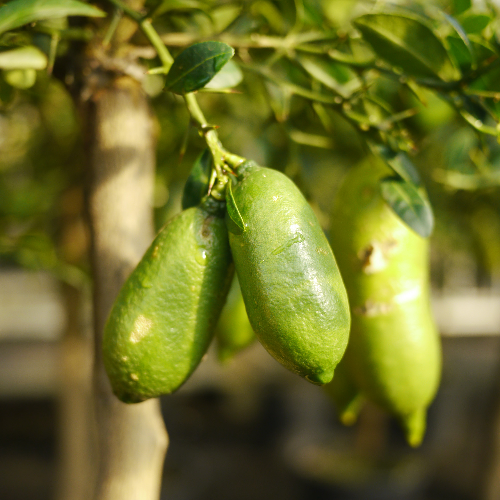 Citron caviar, Citronnier caviar - Vente en ligne au meilleur prix