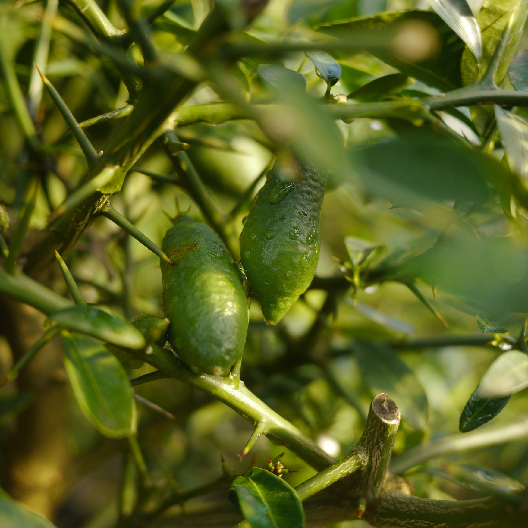 Citron caviar, Citronnier caviar - Vente en ligne au meilleur prix