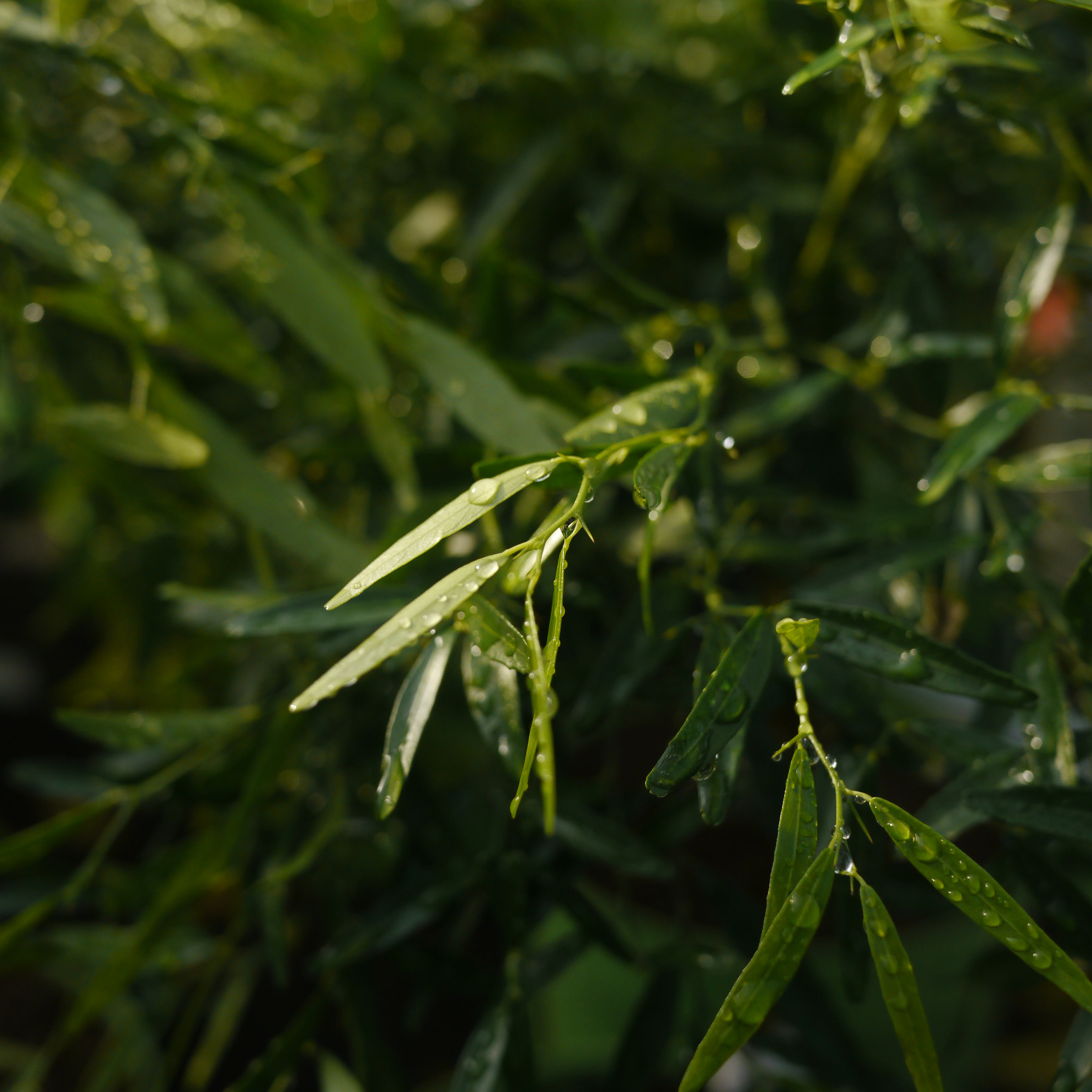 Citron caviar, Citronnier caviar - Vente en ligne au meilleur prix