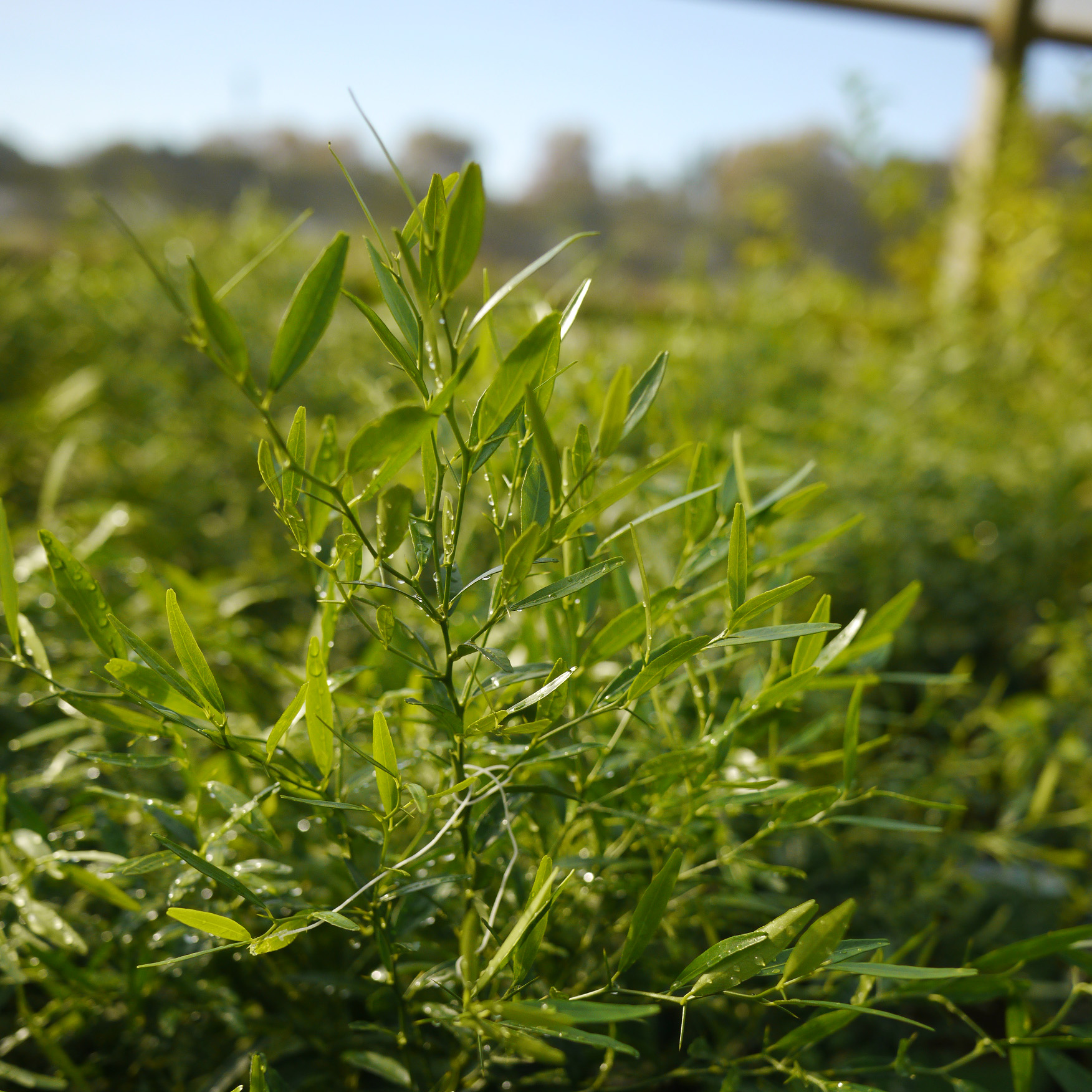 Citron caviar, Citronnier caviar - Vente en ligne au meilleur prix