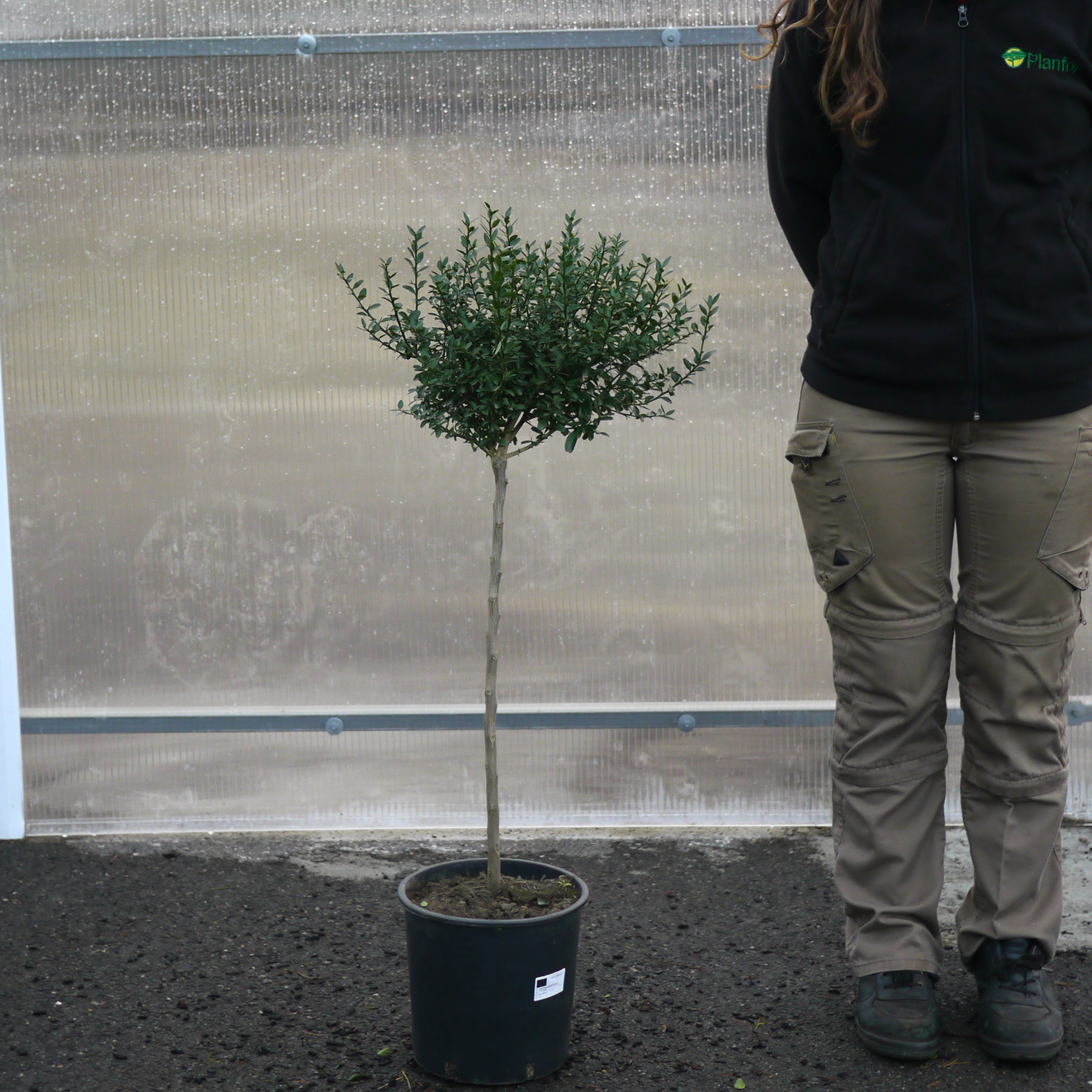 Citron caviar, Citronnier caviar - Vente en ligne au meilleur prix