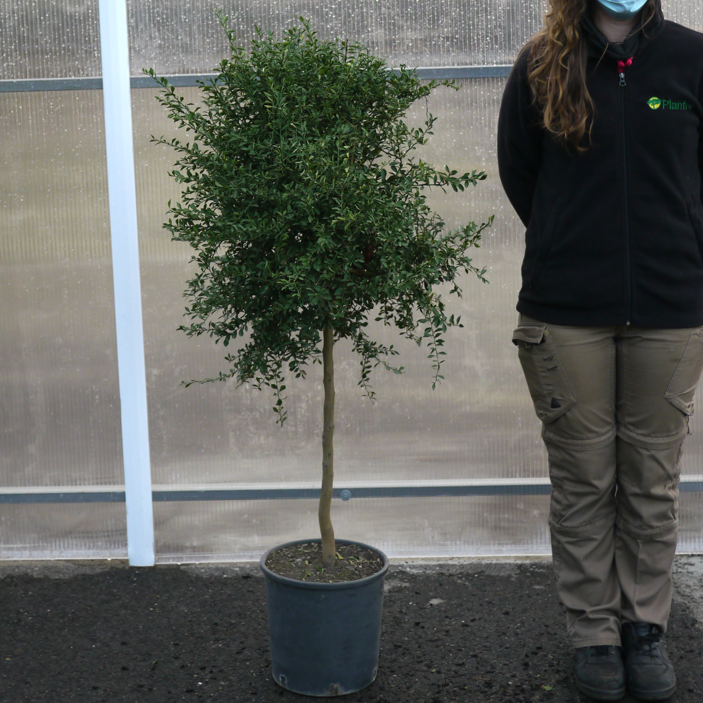 Citron caviar, Citronnier caviar - Vente en ligne au meilleur prix