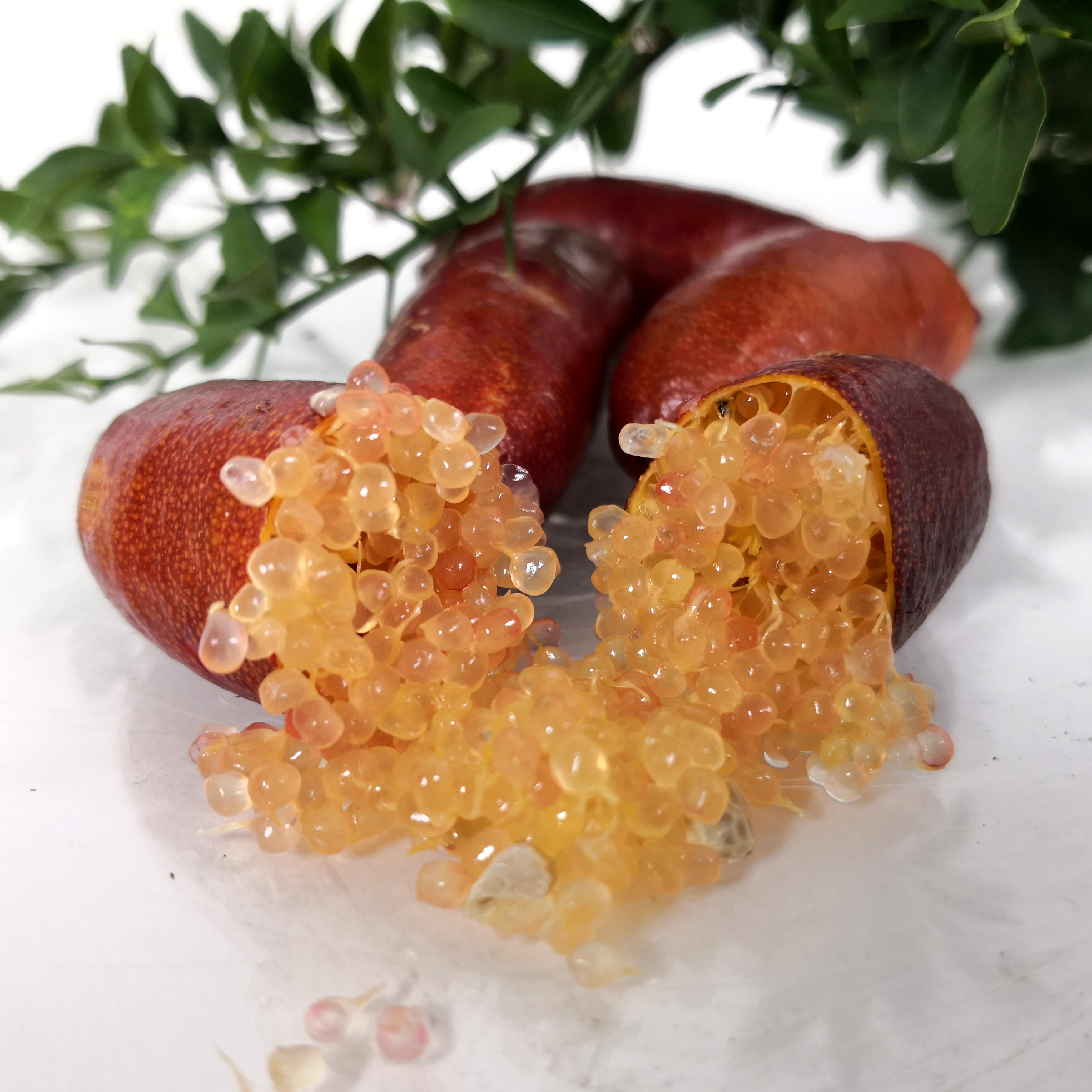 Citron caviar, Citronnier caviar - Vente en ligne au meilleur prix