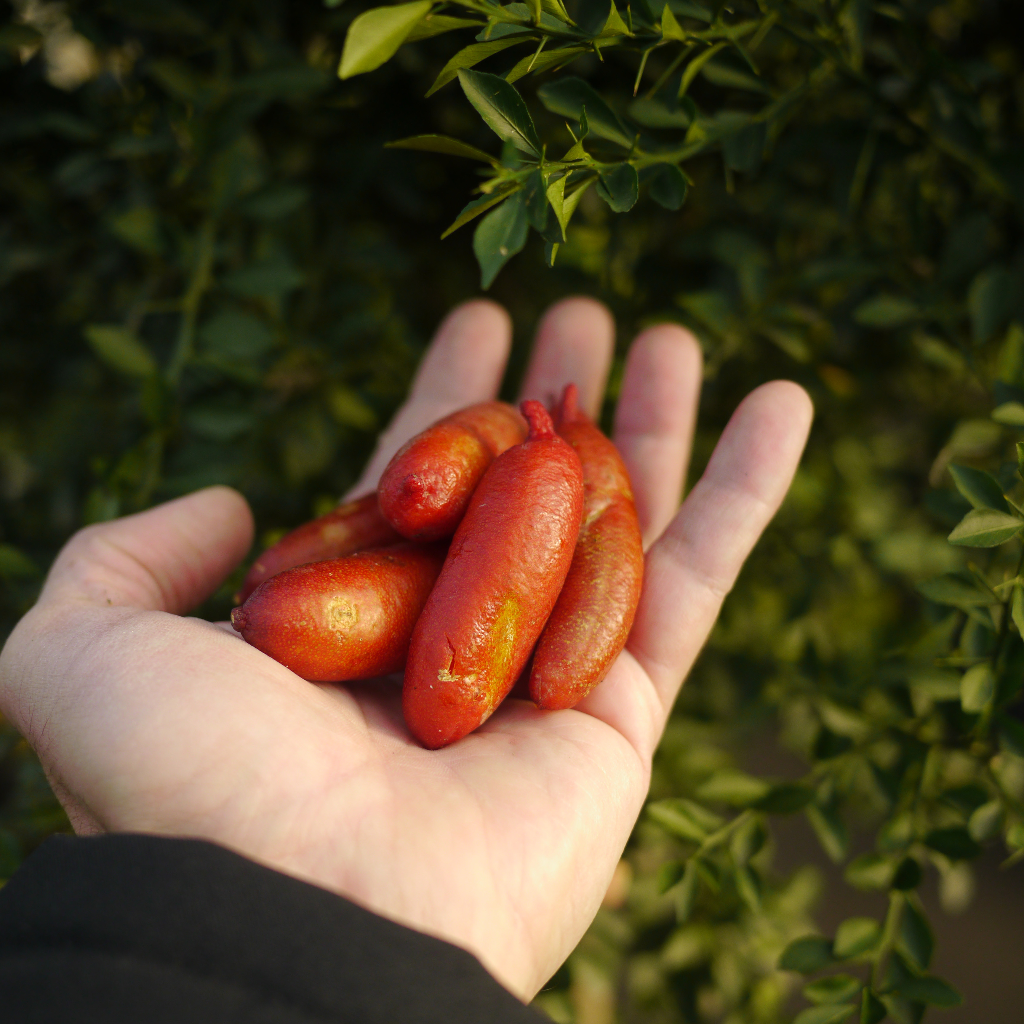 Citron caviar, Citronnier caviar - Vente en ligne au meilleur prix