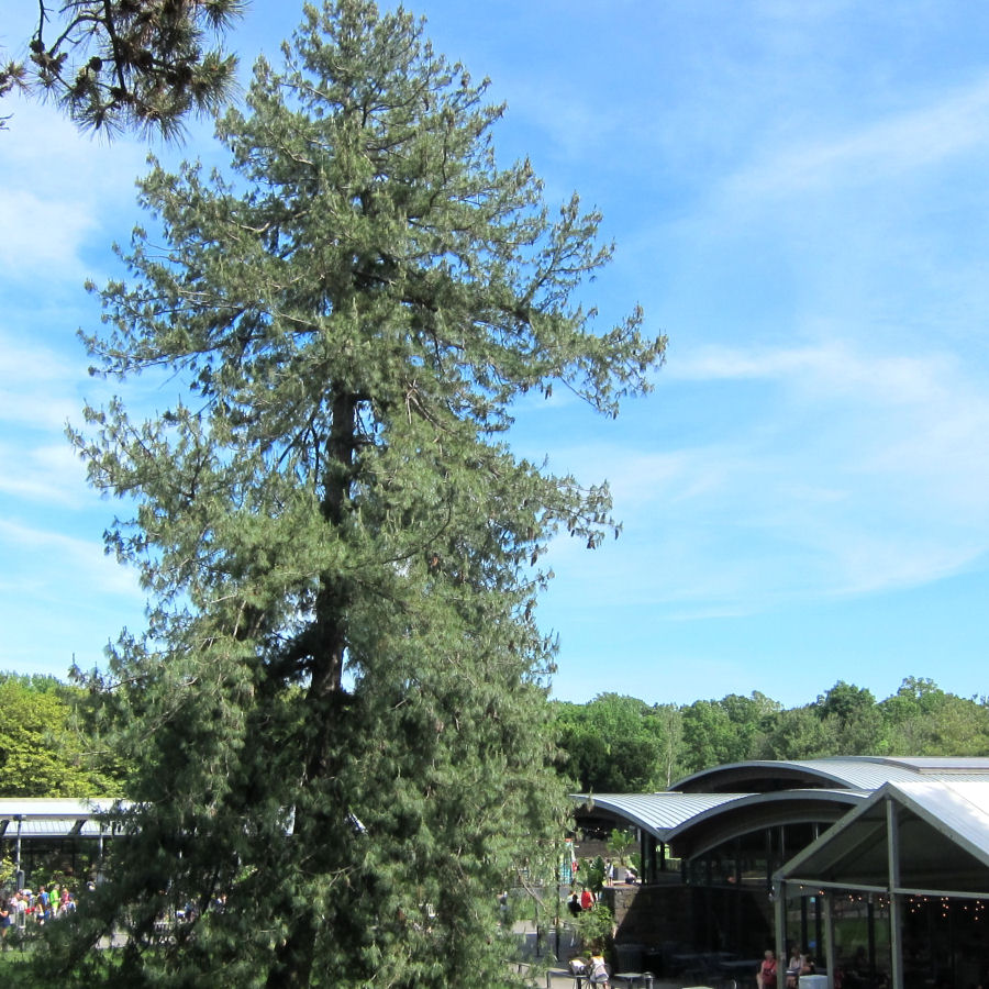 Pin pleureur de l'Himalaya - Vente en ligne au meilleur prix