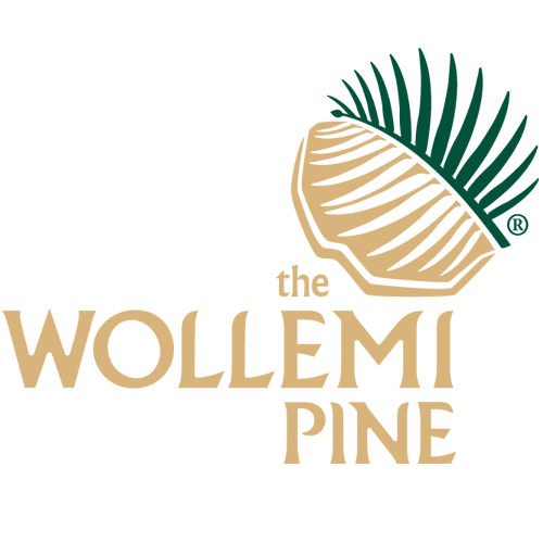 Pin Wollemi - Vente en ligne au meilleur prix