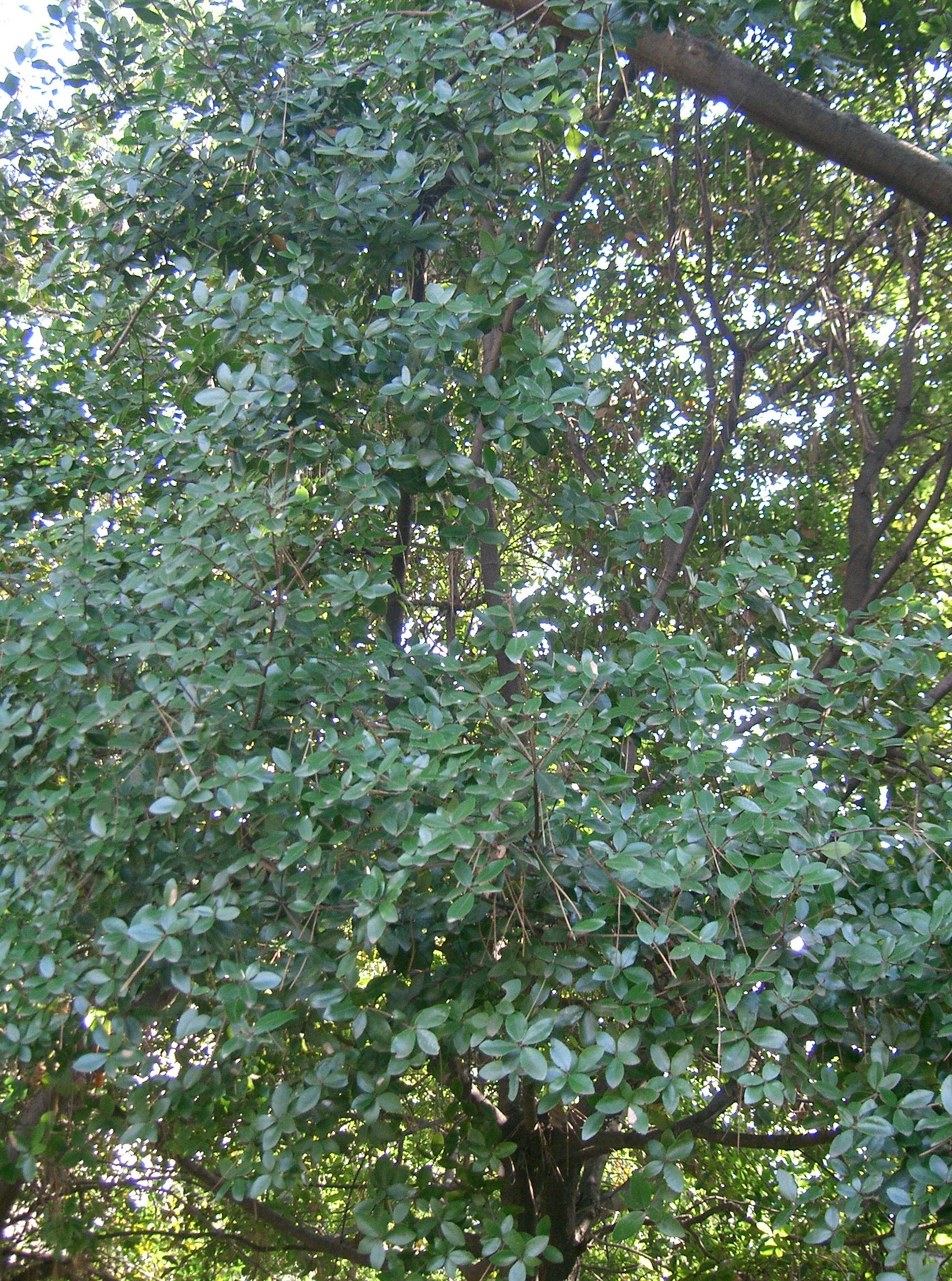 Chêne à feuilles de filaire - Vente en ligne au meilleur prix