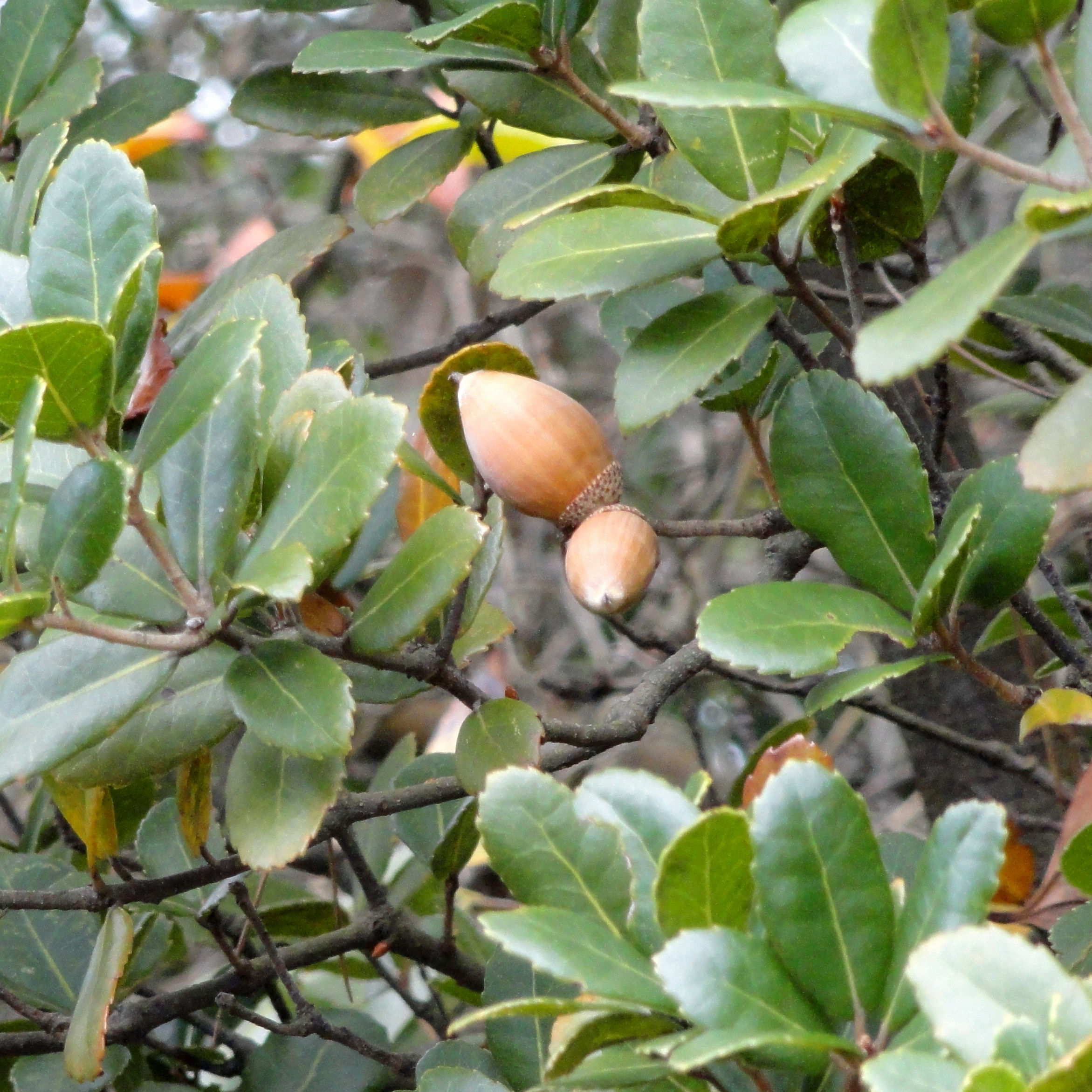 Chêne à feuilles de filaire - Vente en ligne au meilleur prix