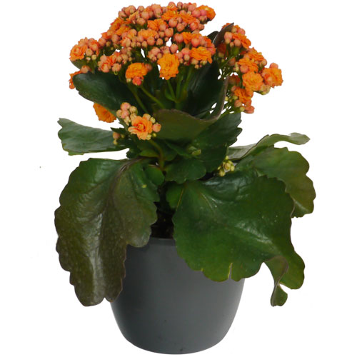 Kalanchoe orange + Cache pot Anthracite - Vente en ligne au meilleur prix