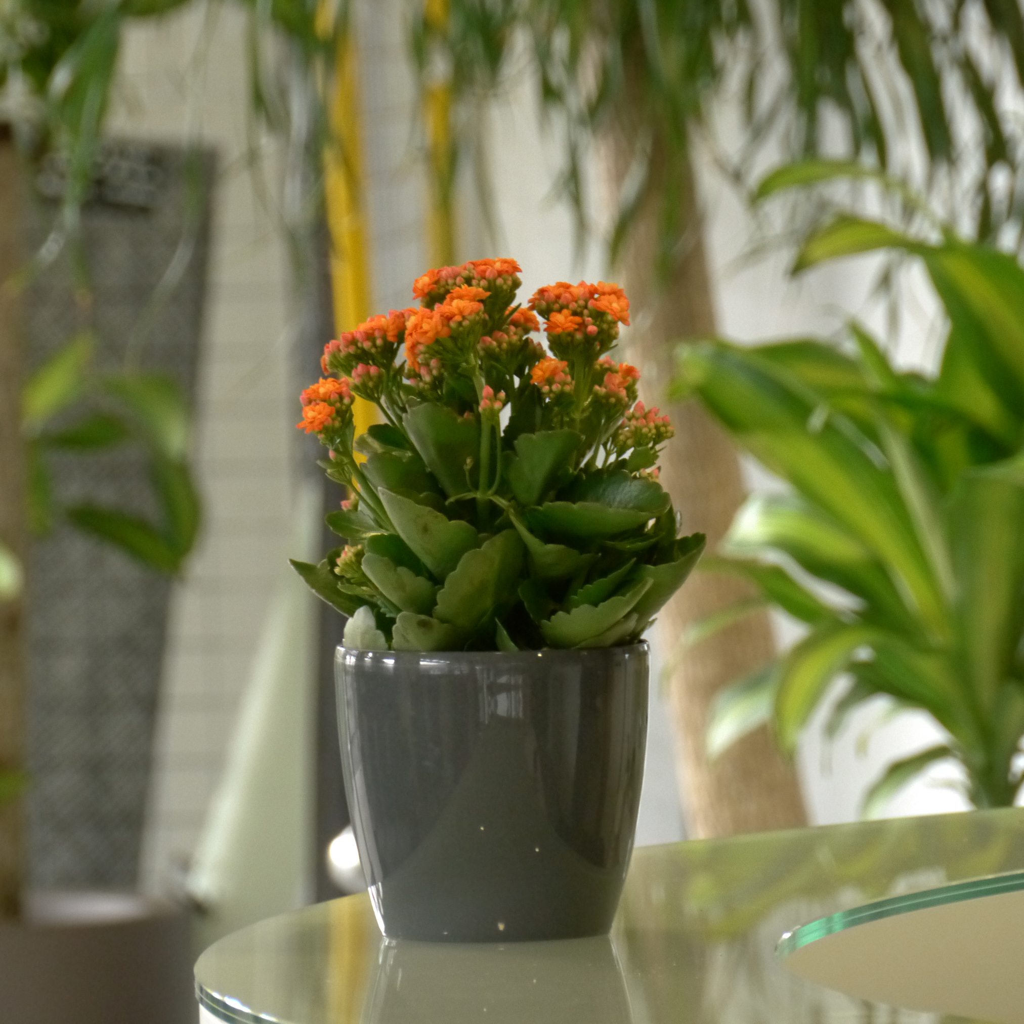 Kalanchoe orange + Cache pot Anthracite - Vente en ligne au meilleur prix