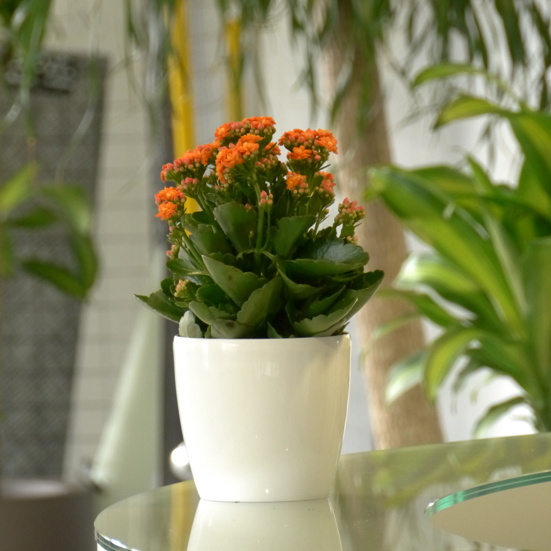 Kalanchoe orange + Cache pot Blanc - Vente en ligne au meilleur prix