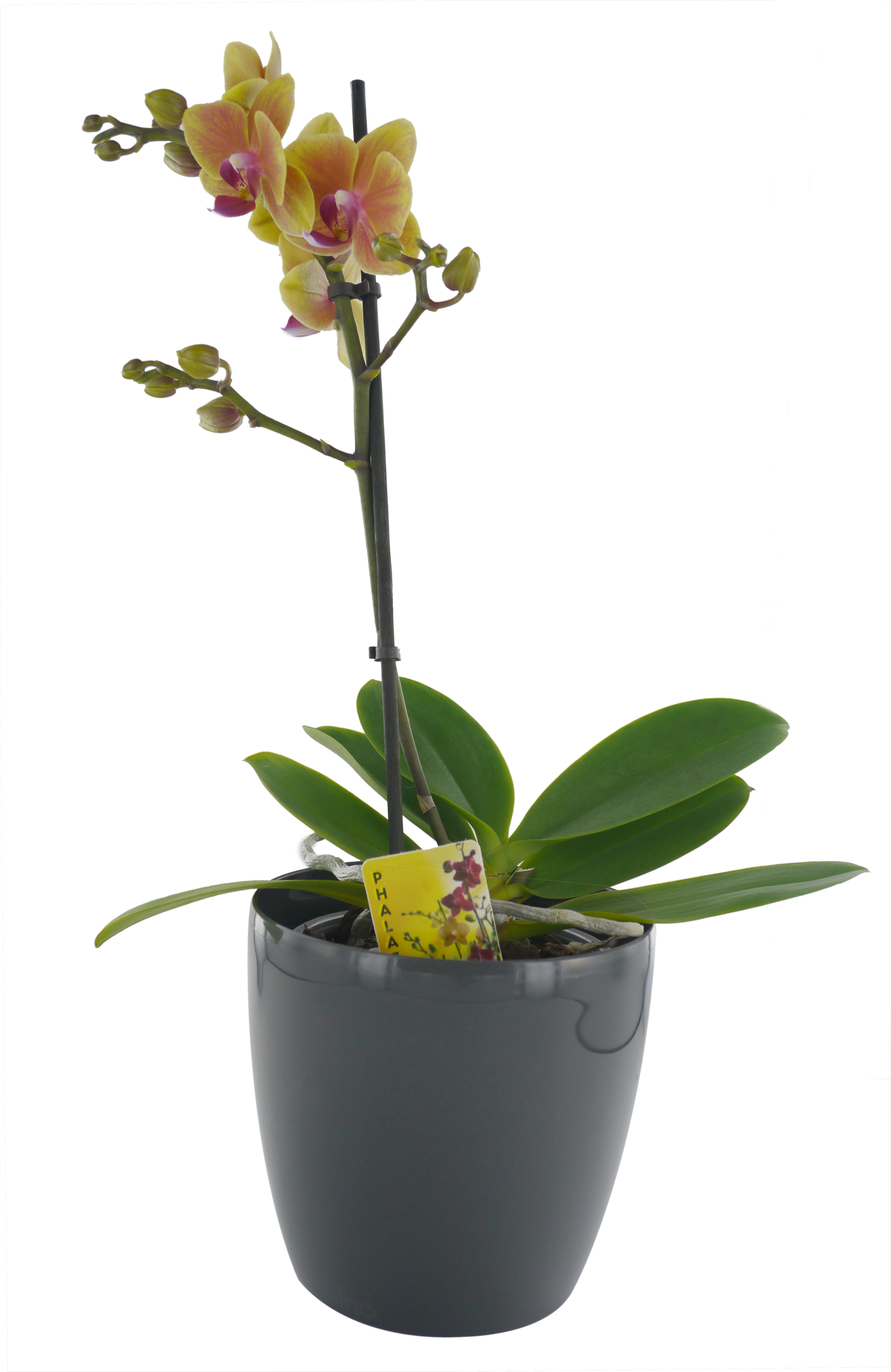 Phalaenopsis Orange + Cache pot Anthracite - Vente en ligne au meilleur ...