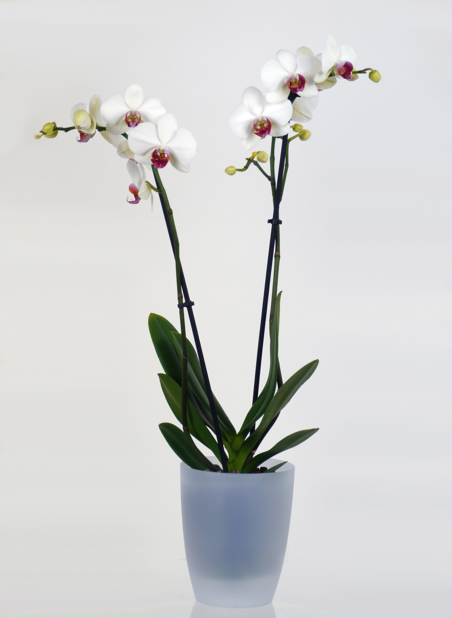 Orchidée Blanche + Cache pot Transparent - Vente en ligne au meilleur prix