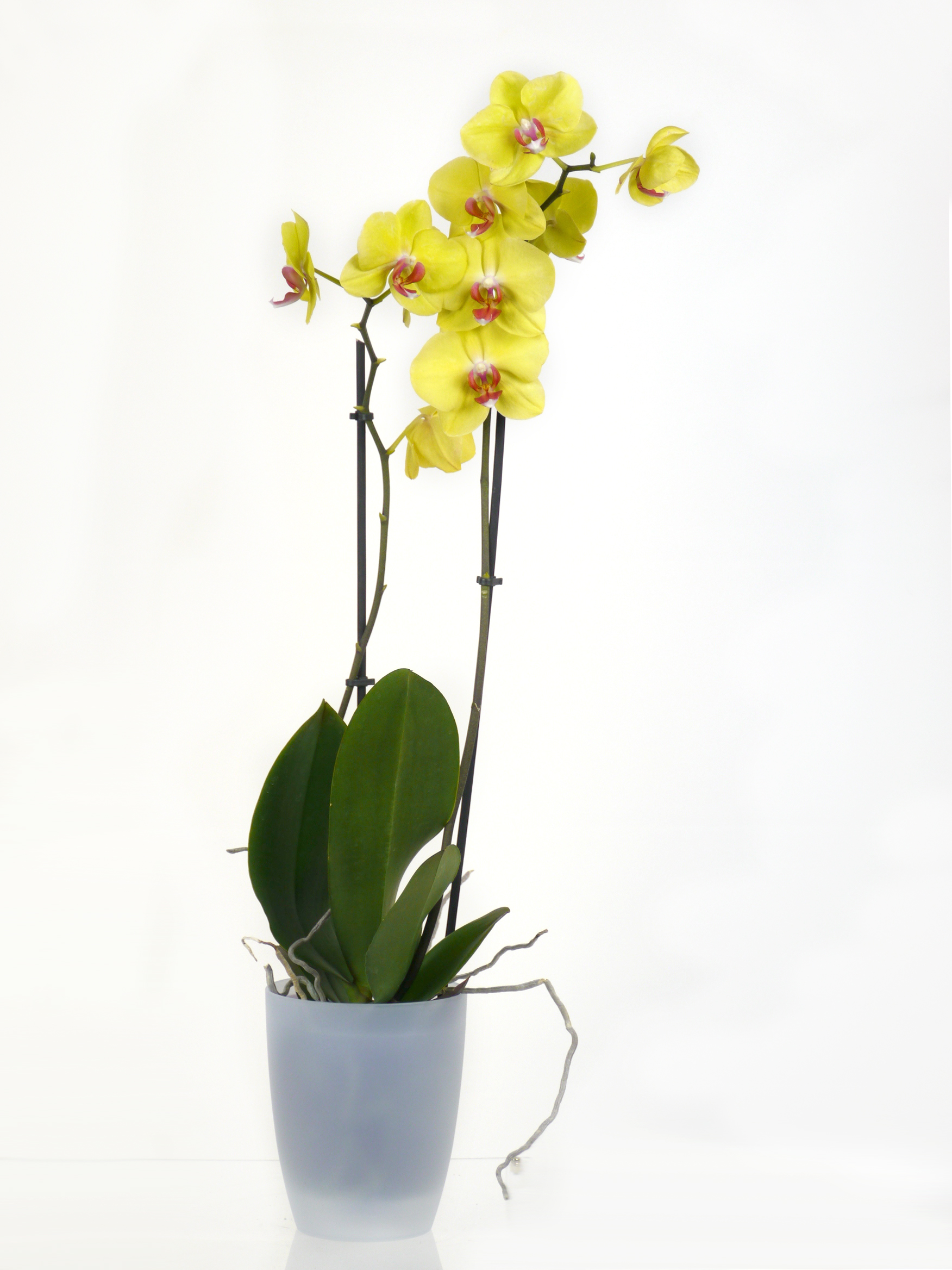 Orchidée Jaune + Cache pot Transparent - Vente en ligne au meilleur prix