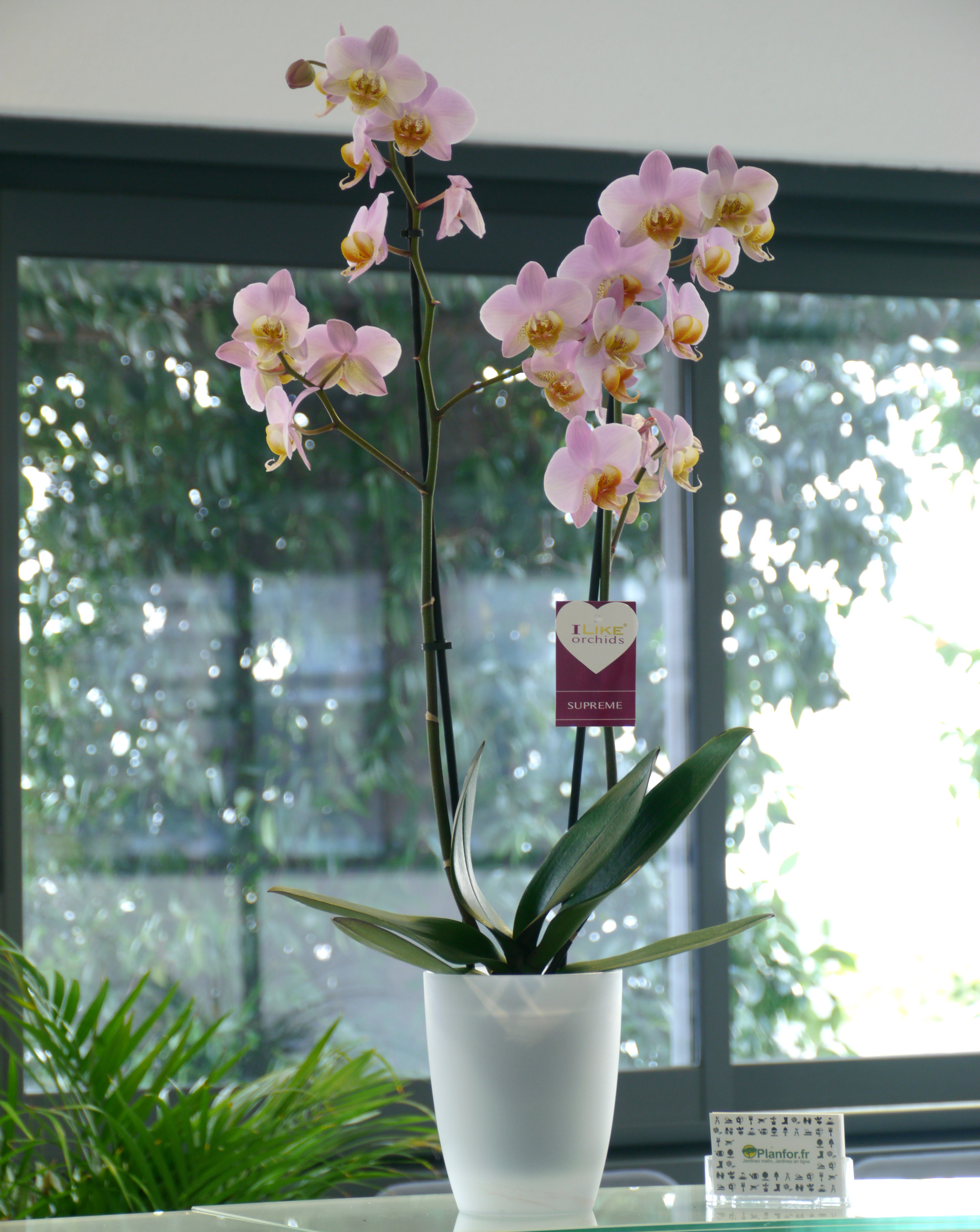 Orchidée Rose + Cache pot Transparent - Vente en ligne au meilleur prix