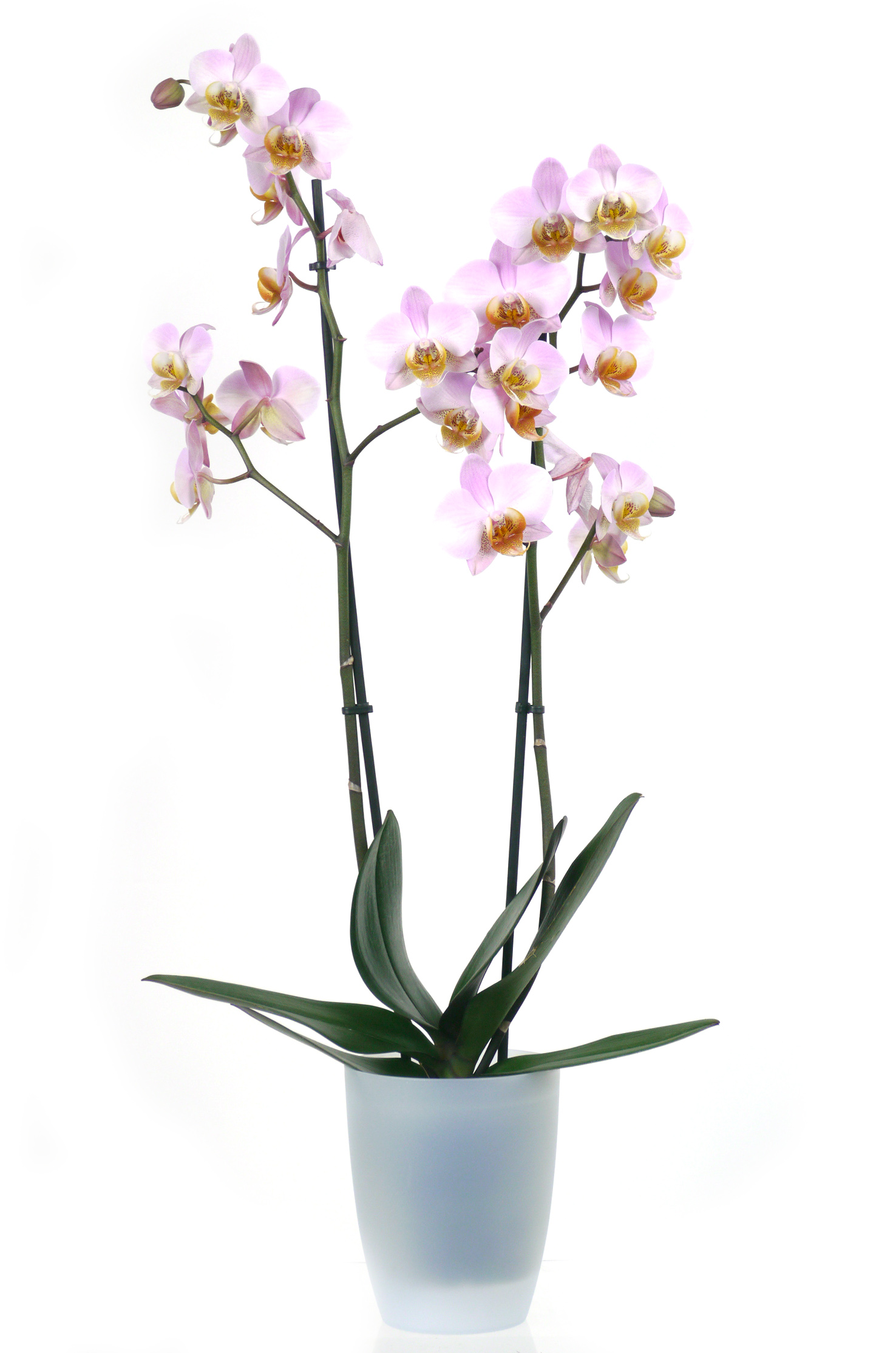 Orchidée Rose + Cache pot Transparent - Vente en ligne au meilleur prix
