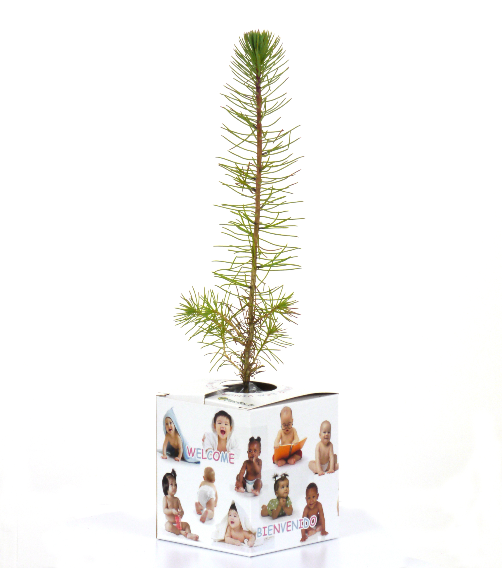 Bébé Pin pour une naissance ou un baptême - Vente en ligne au meilleur prix