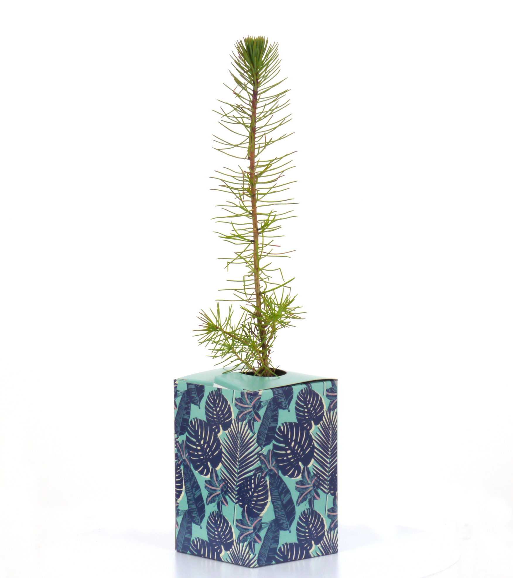 Bébé Pin pour un mariage - Vente en ligne au meilleur prix