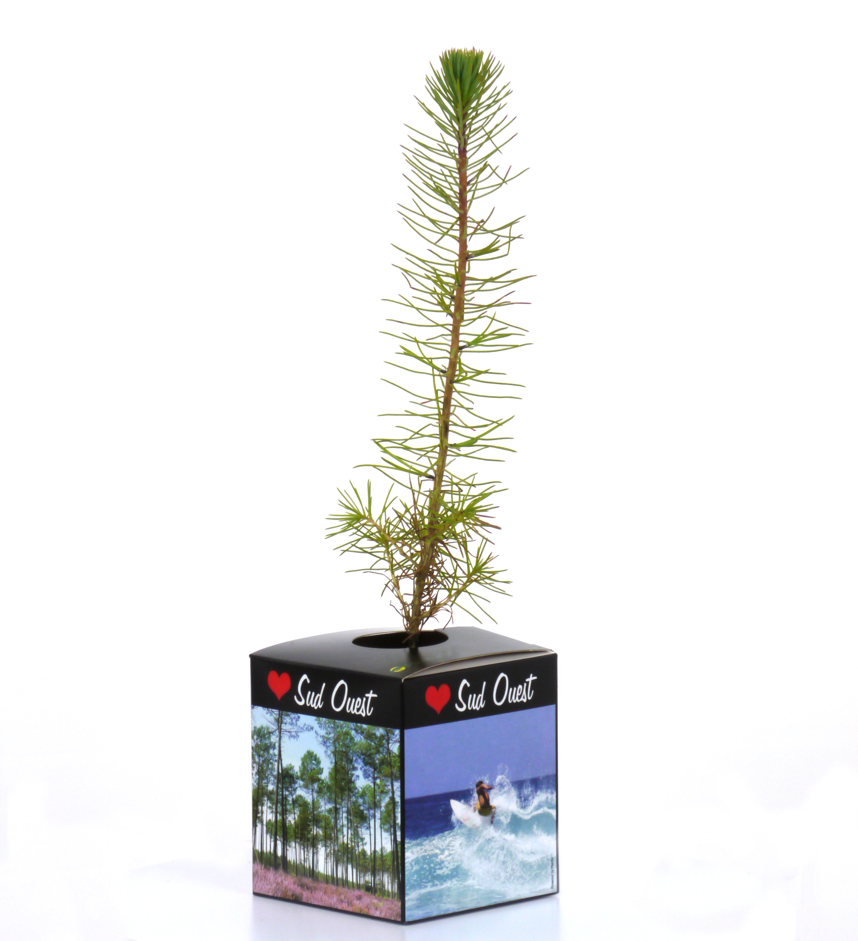 Bébé Pin pour un mariage - Vente en ligne au meilleur prix