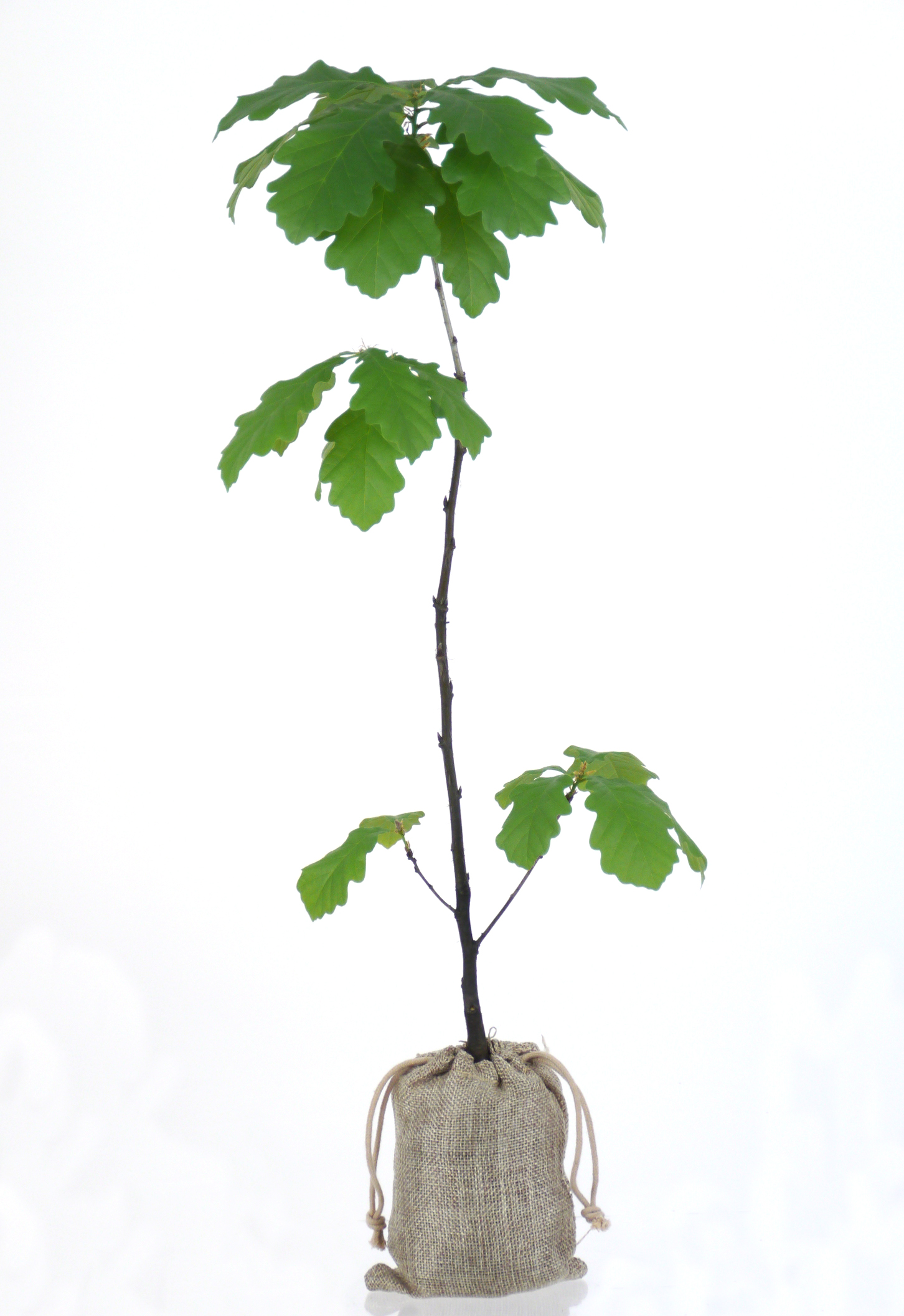 Bébé arbre pour une naissance ou un baptême - Vente en ligne au ...